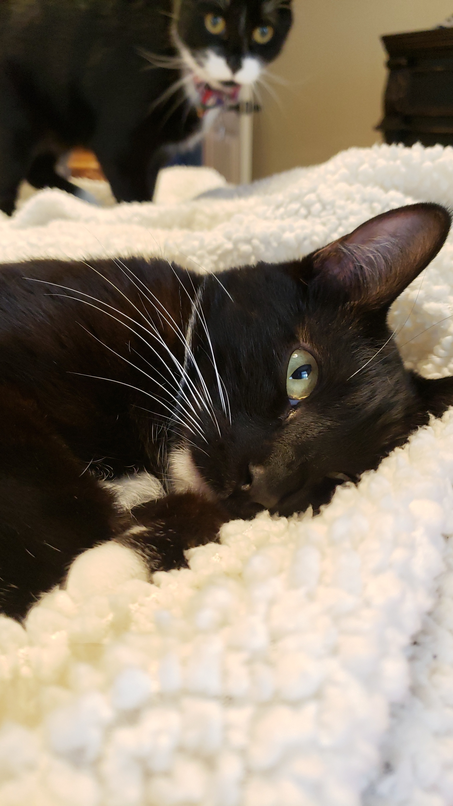 Tuxedo sausage | Scrolller