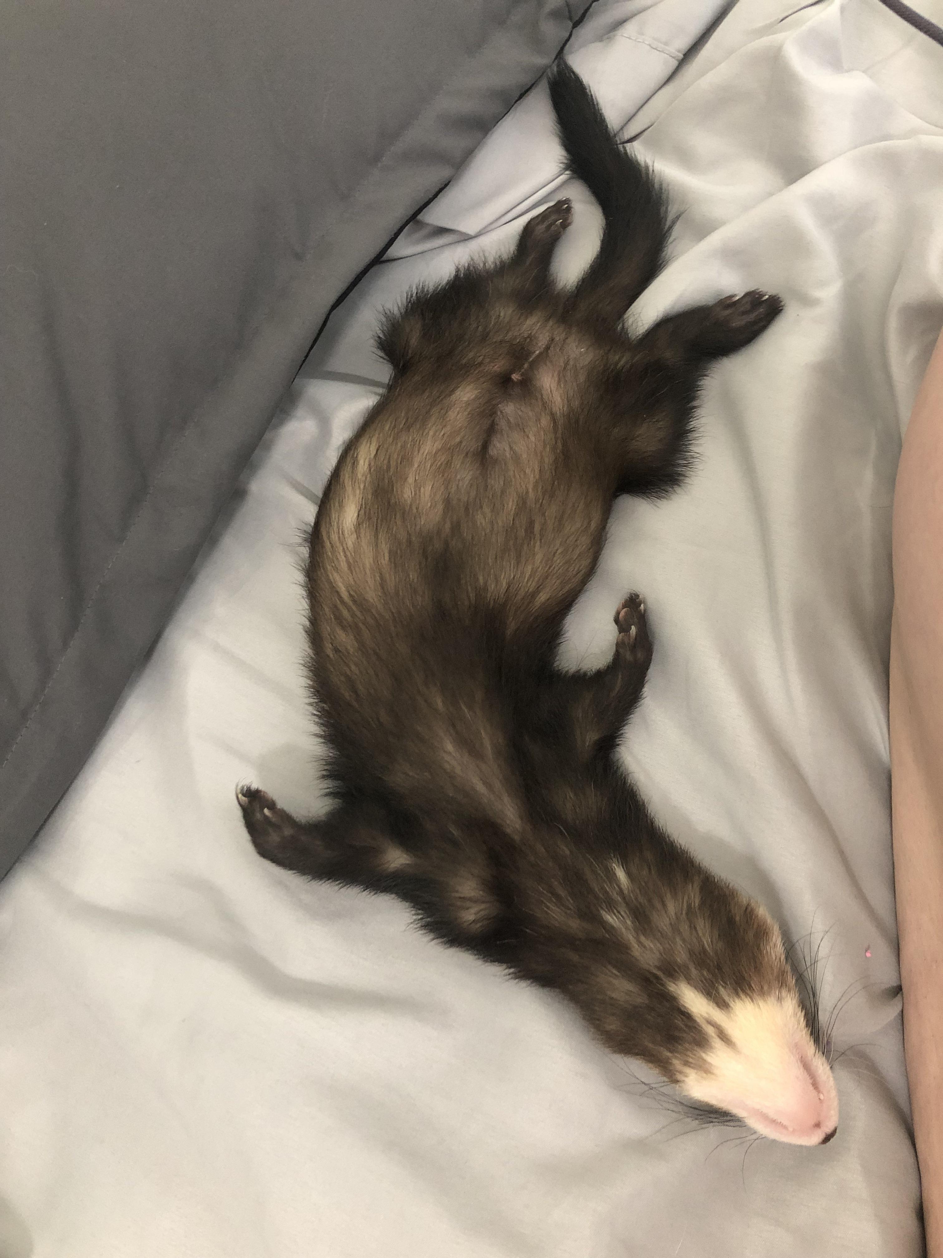 My noodle | Scrolller