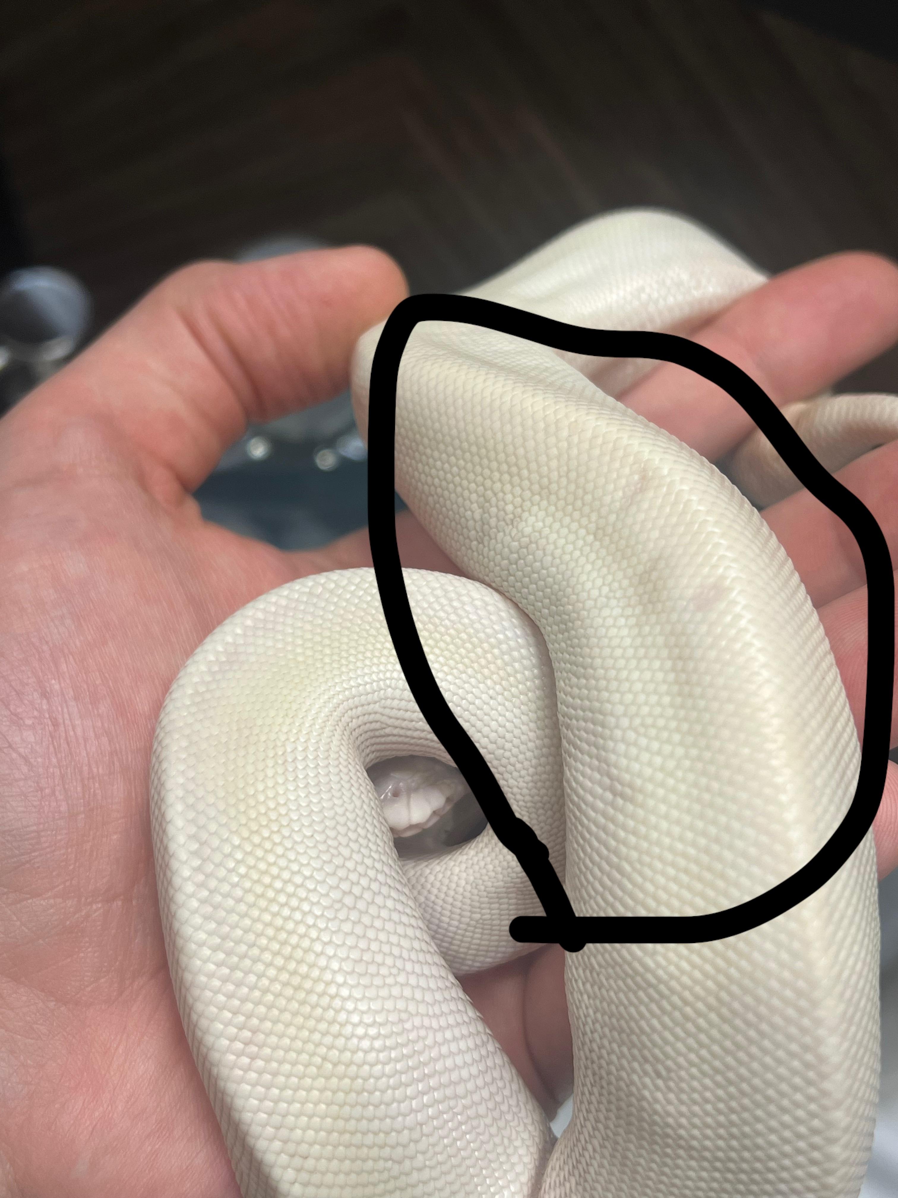 Python bruise | Scrolller