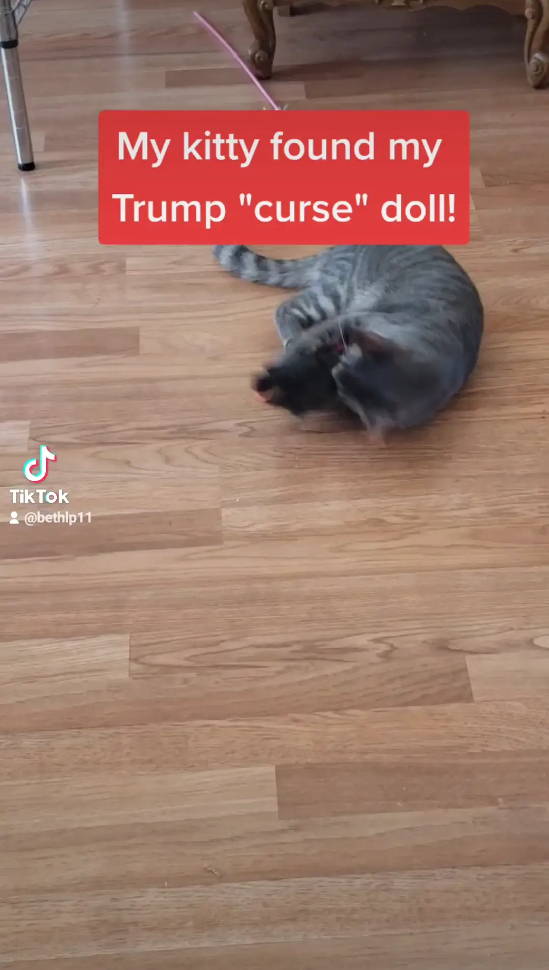 R/catscarryingstuffies : Pebble and The Former Guy | Scrolller