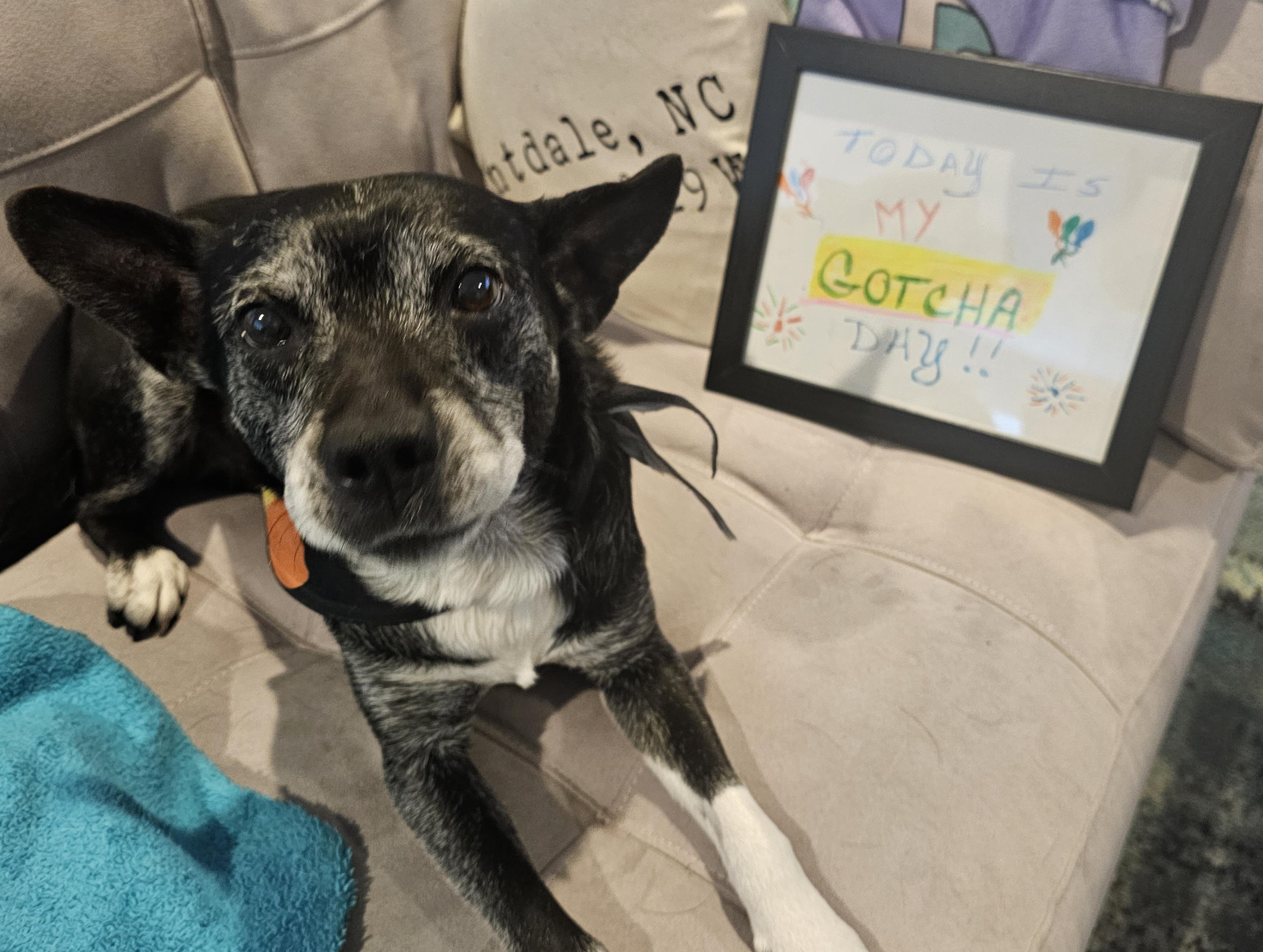 Happy Gotcha Day Curly! | Scrolller