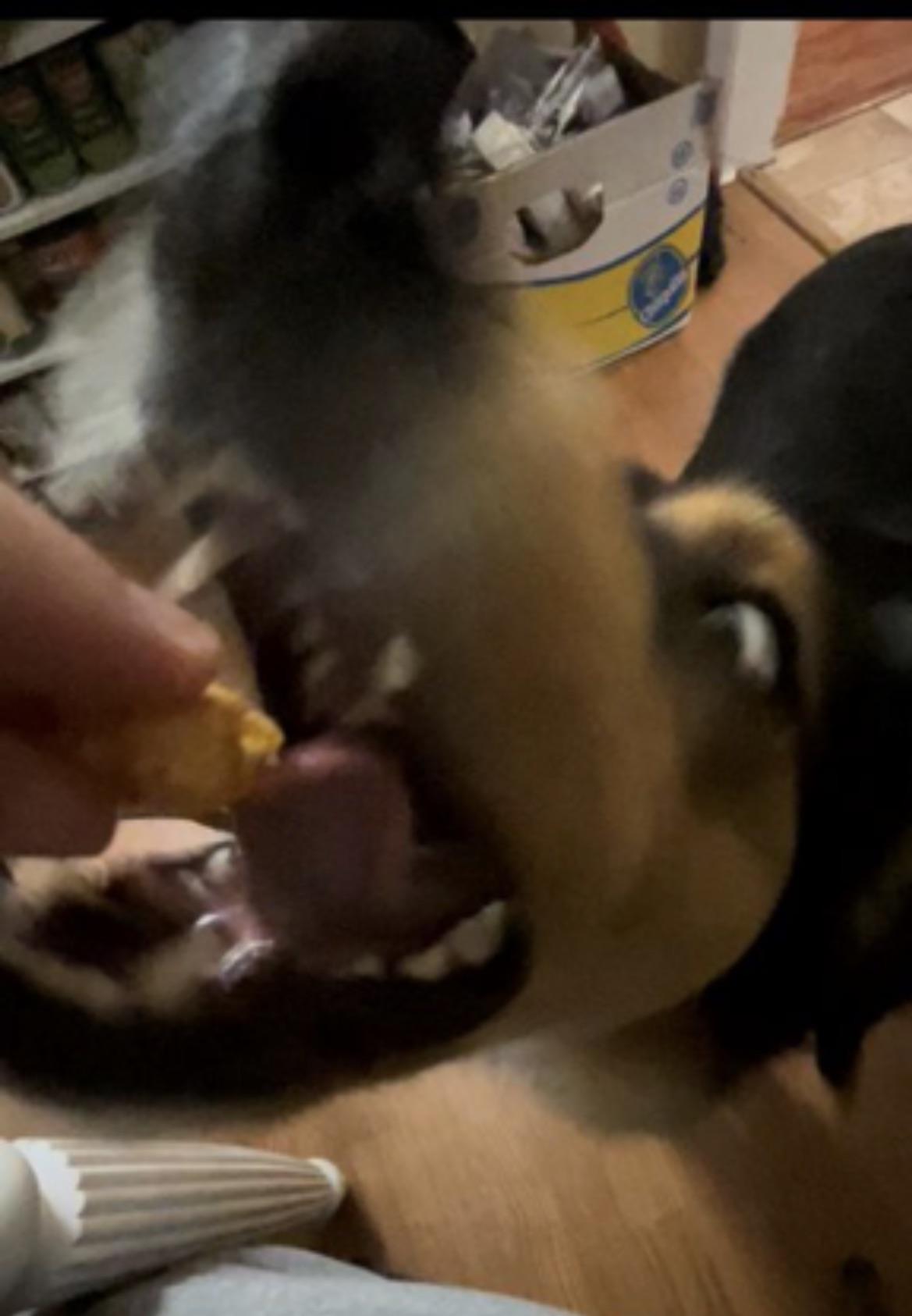 I introduce to you- my Aussie | Scrolller