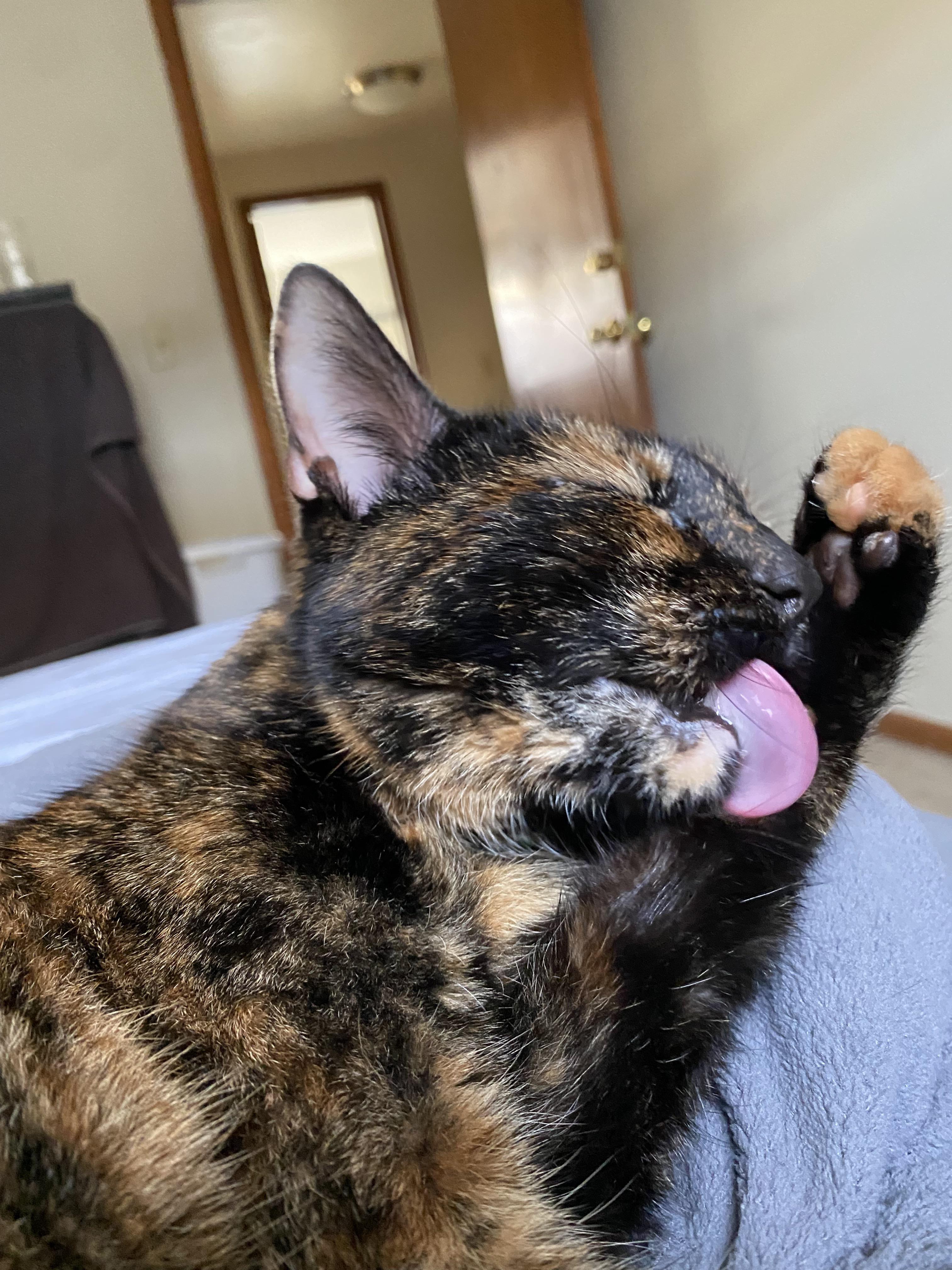 KitKat and her multicolored toe beans | Scrolller