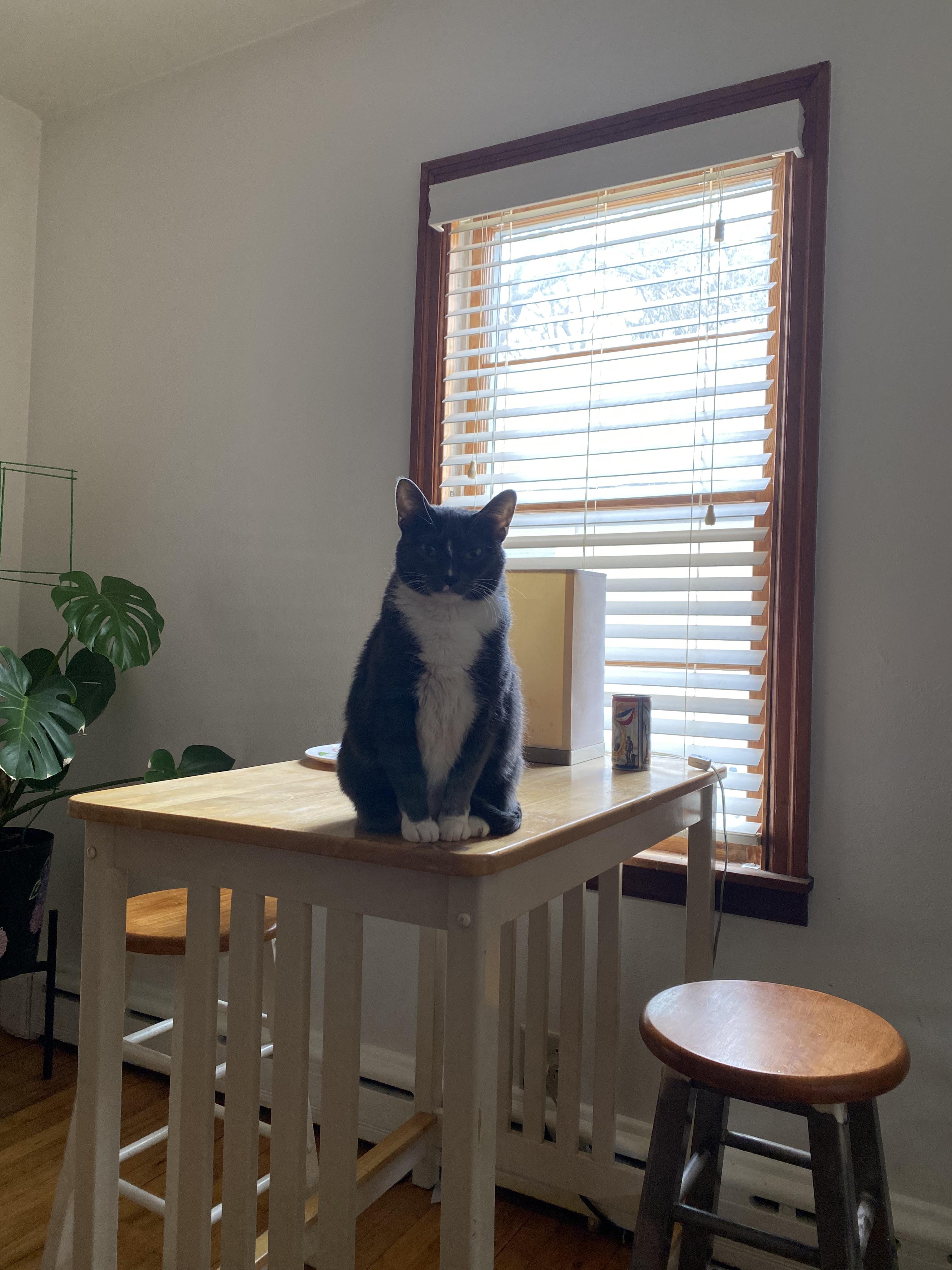 Distinguished Lady Gargoyle | Scrolller