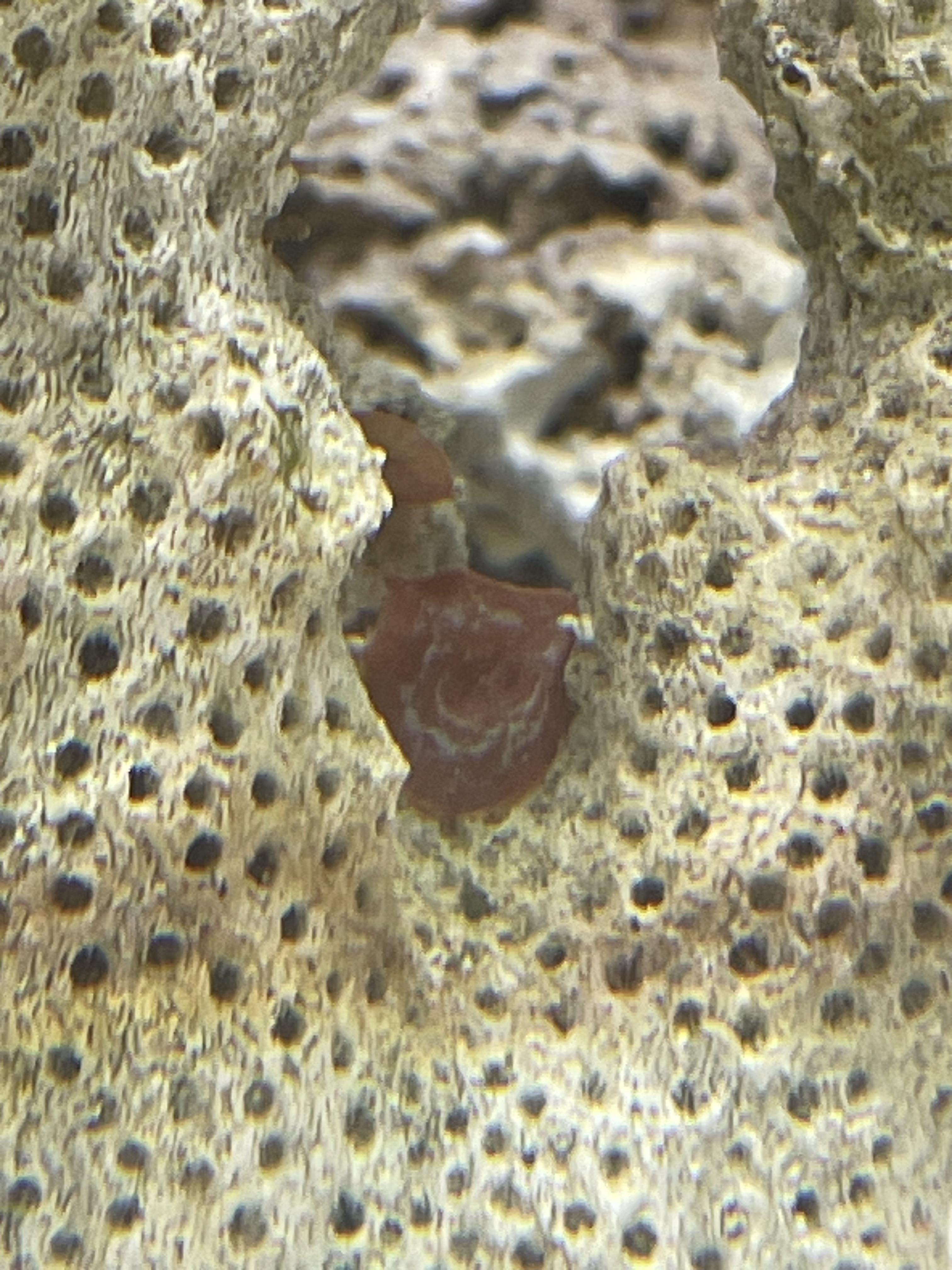 Identification? | Scrolller