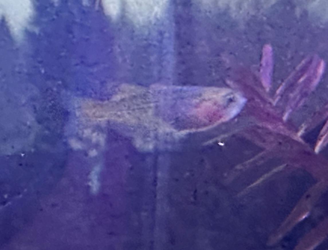 Hitchhiker fish identification help pls | Scrolller