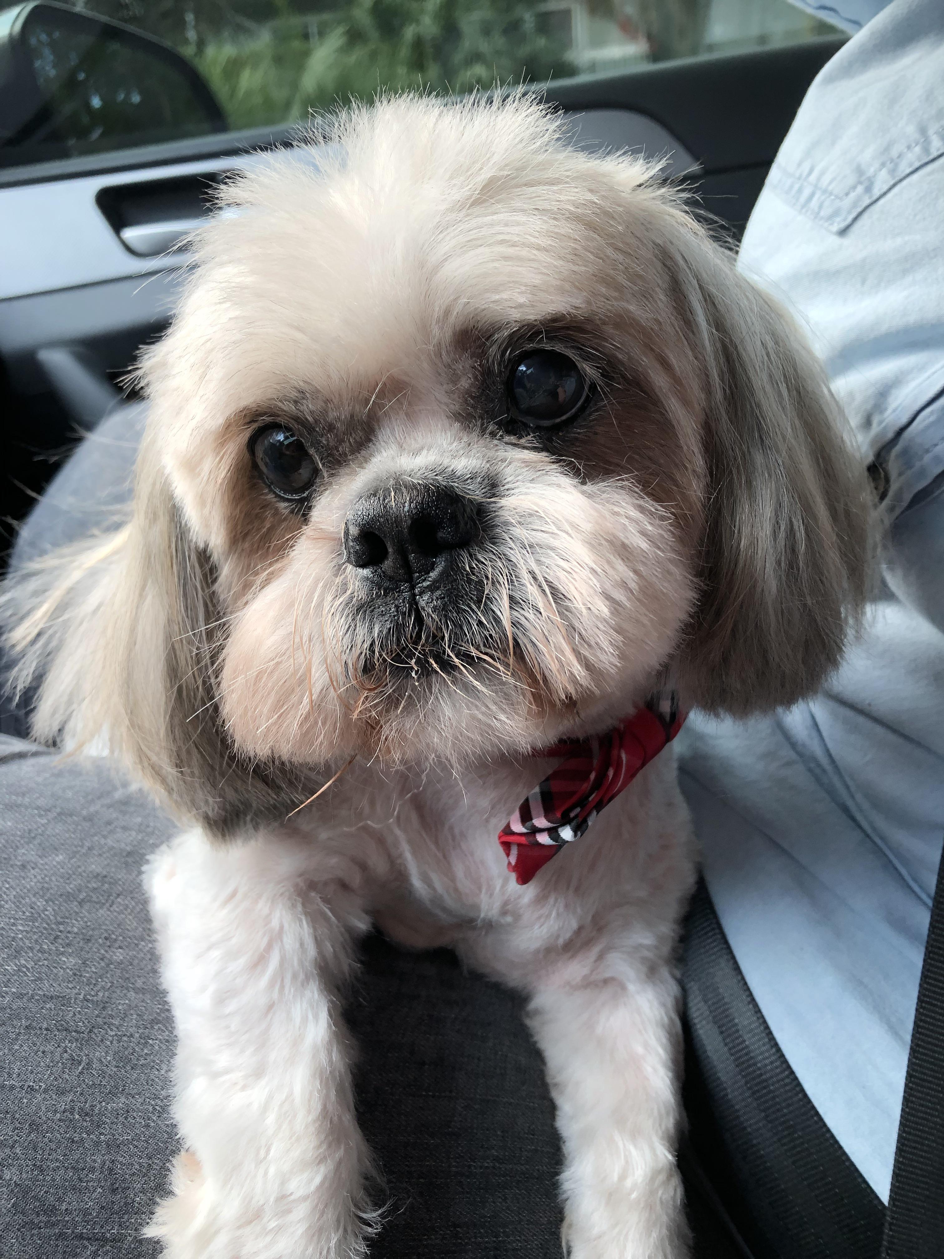 Old man Fluffy rocking his new haircut! | Scrolller