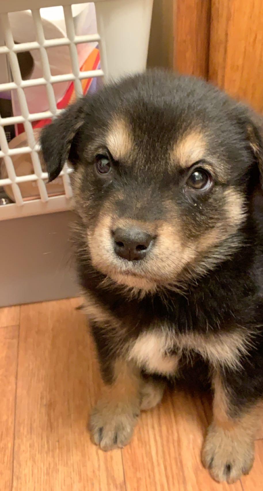 It’s Miss Avianna’s Gotcha Day. I’ve had her for 2 years today! | Scrolller