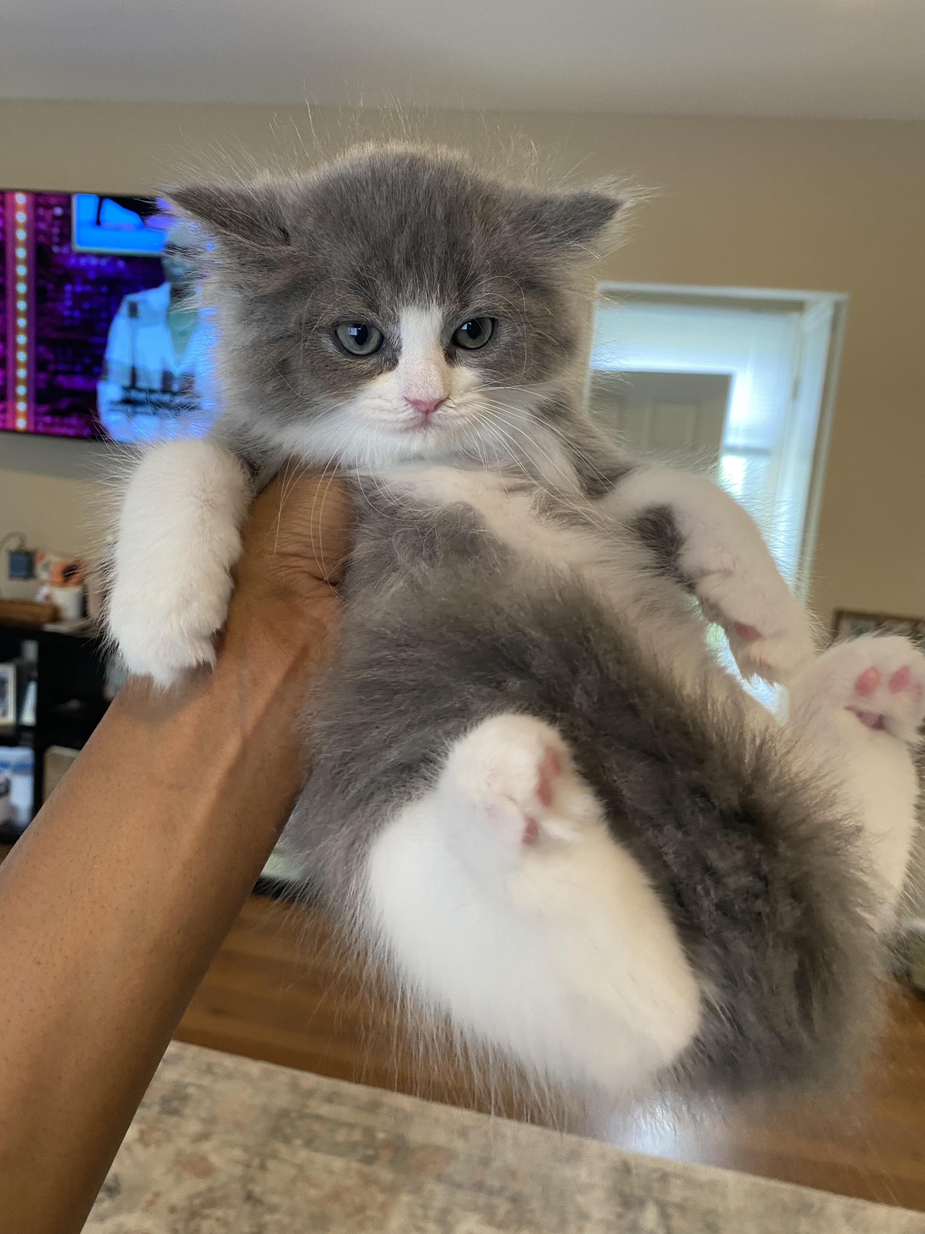 The before and after on my floof is hilarious | Scrolller