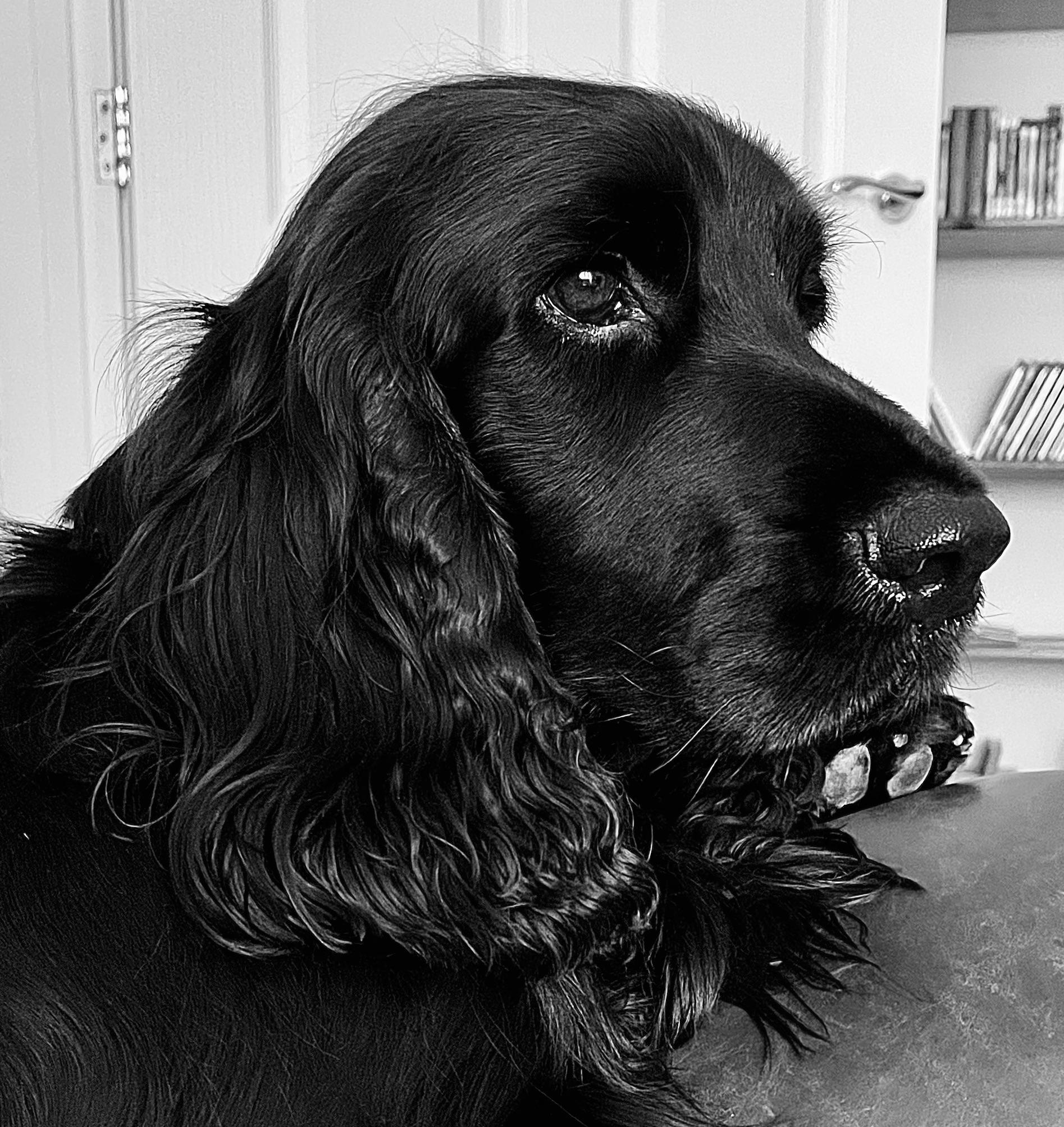 Bertie, my Field Spaniel | Scrolller