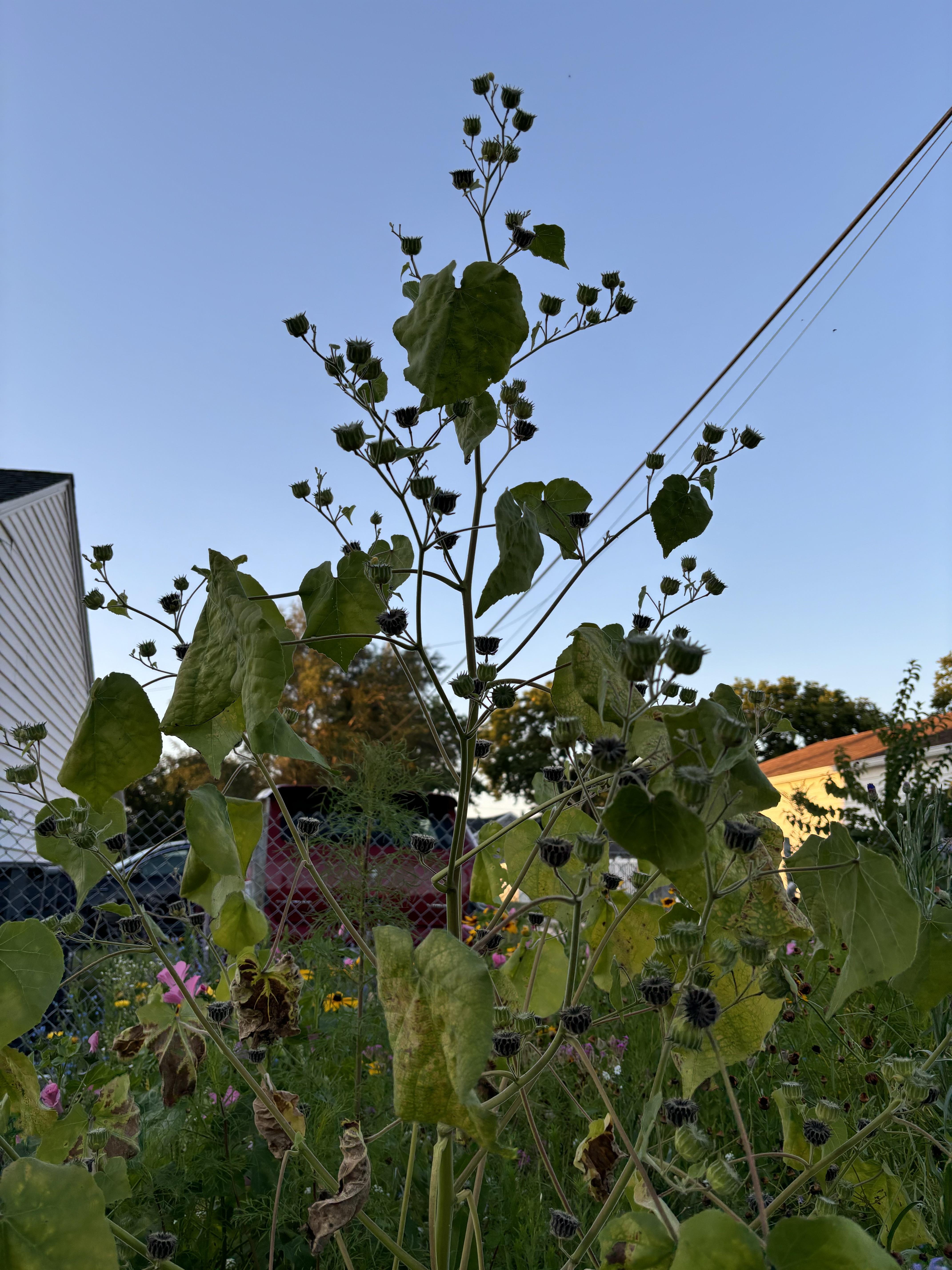 Identification help | Scrolller