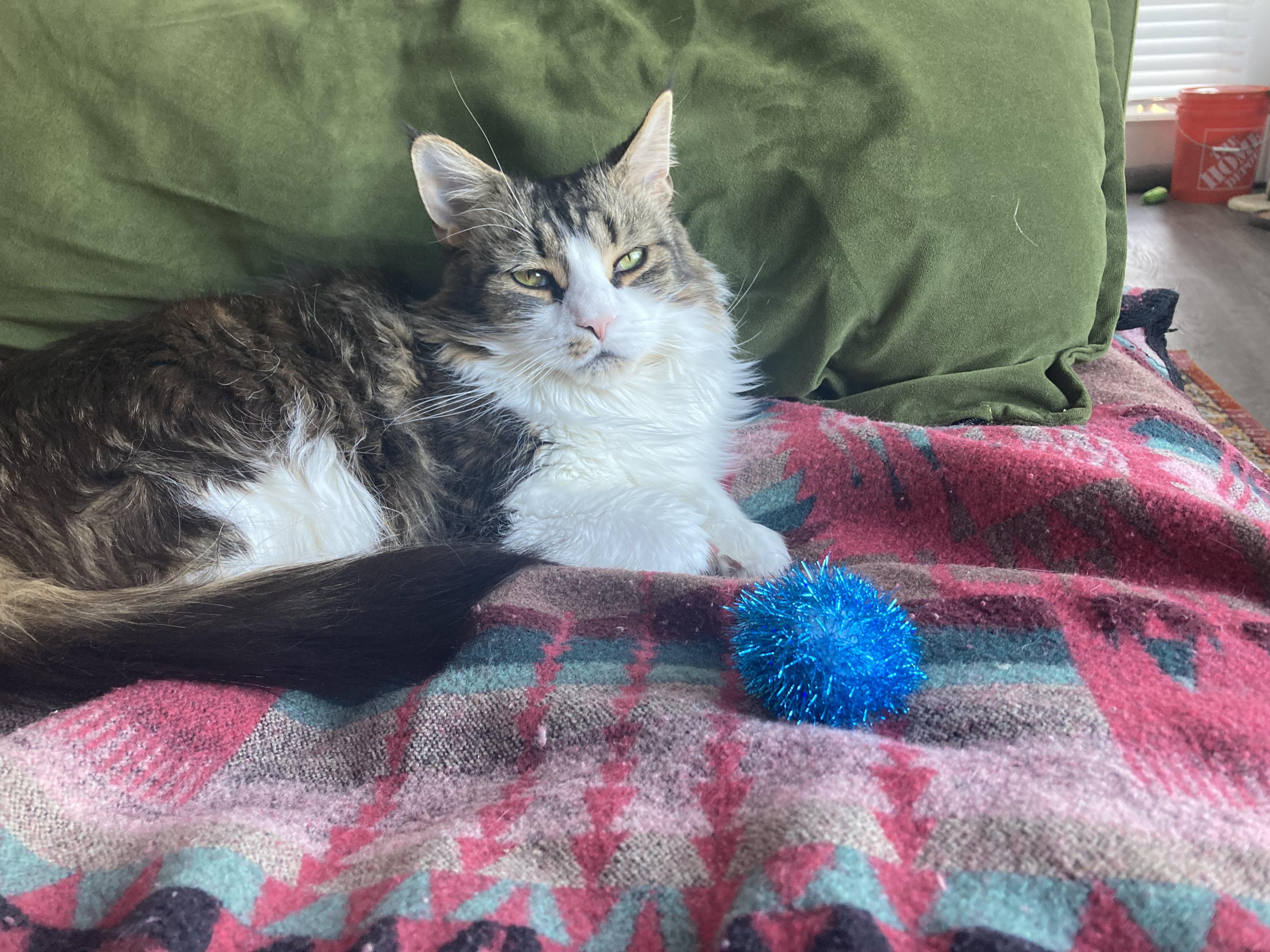 Discover more like Floof: My floof Molly :) and Related Content | Scrolller