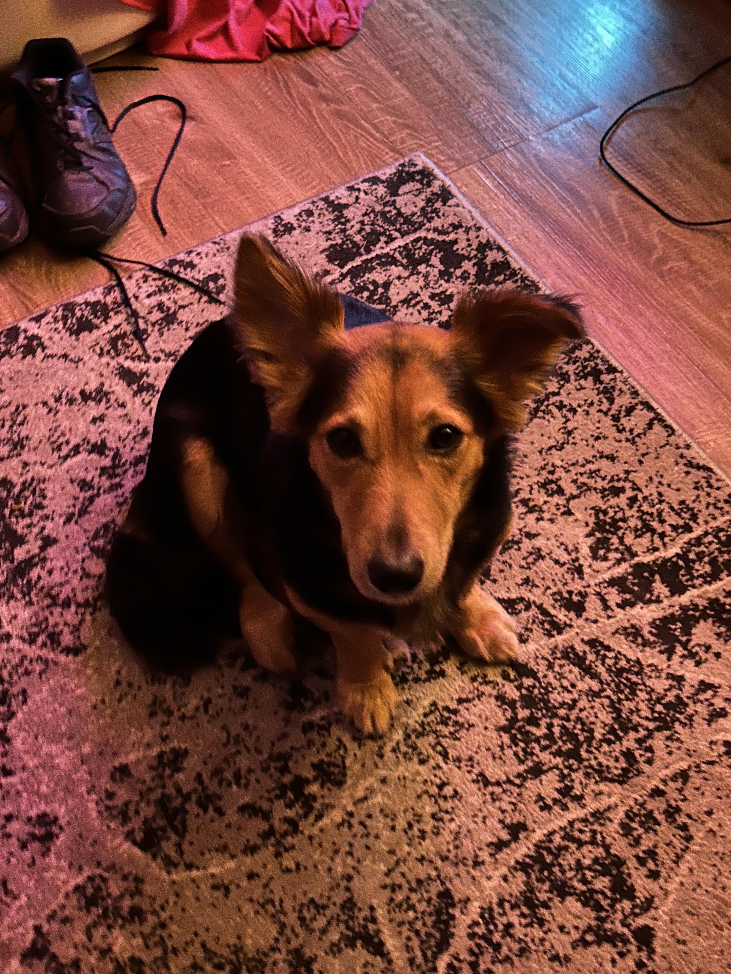 Meet Suki, my German shepherd Corgi | Scrolller