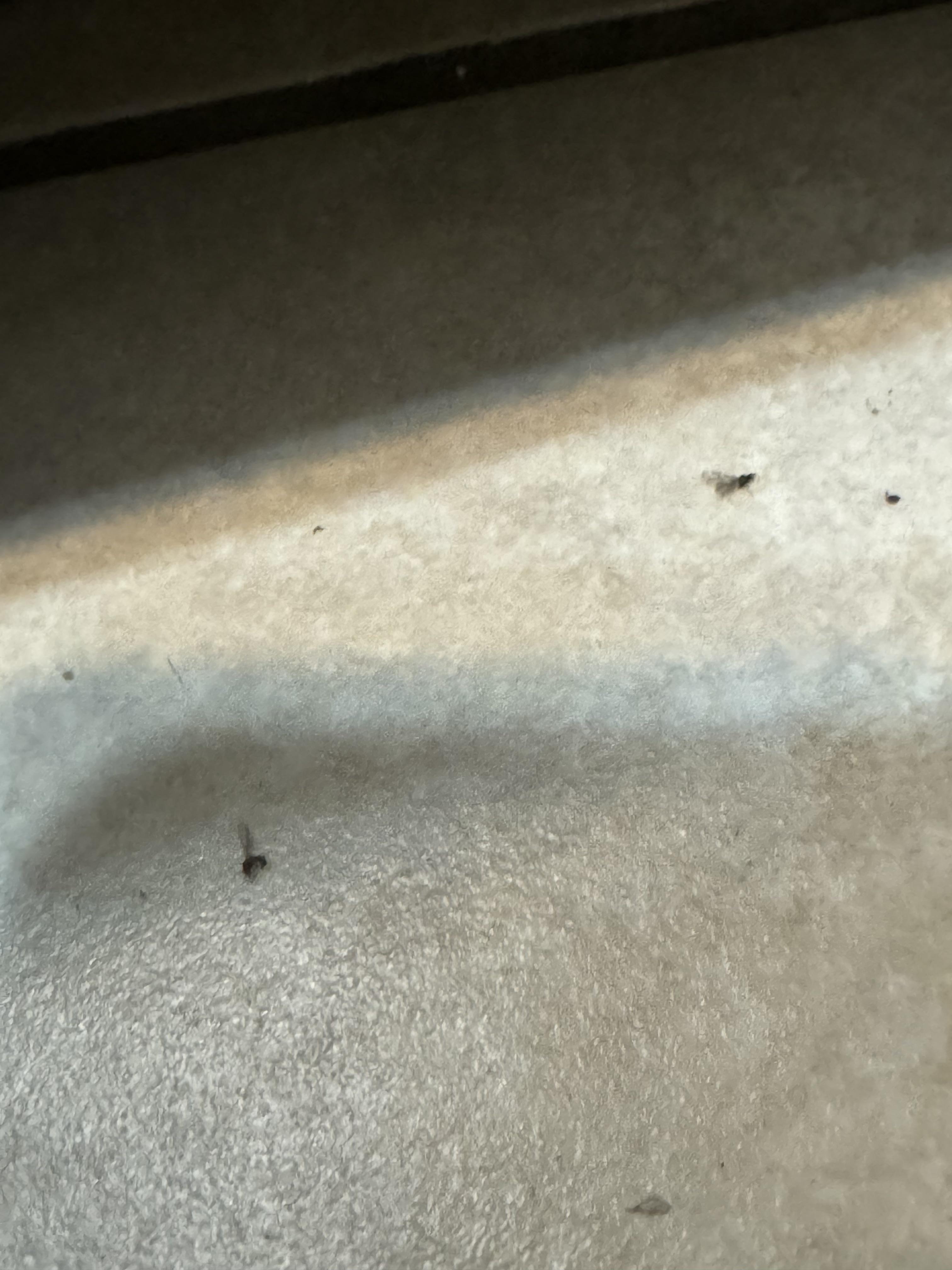 Insect ID | Scrolller