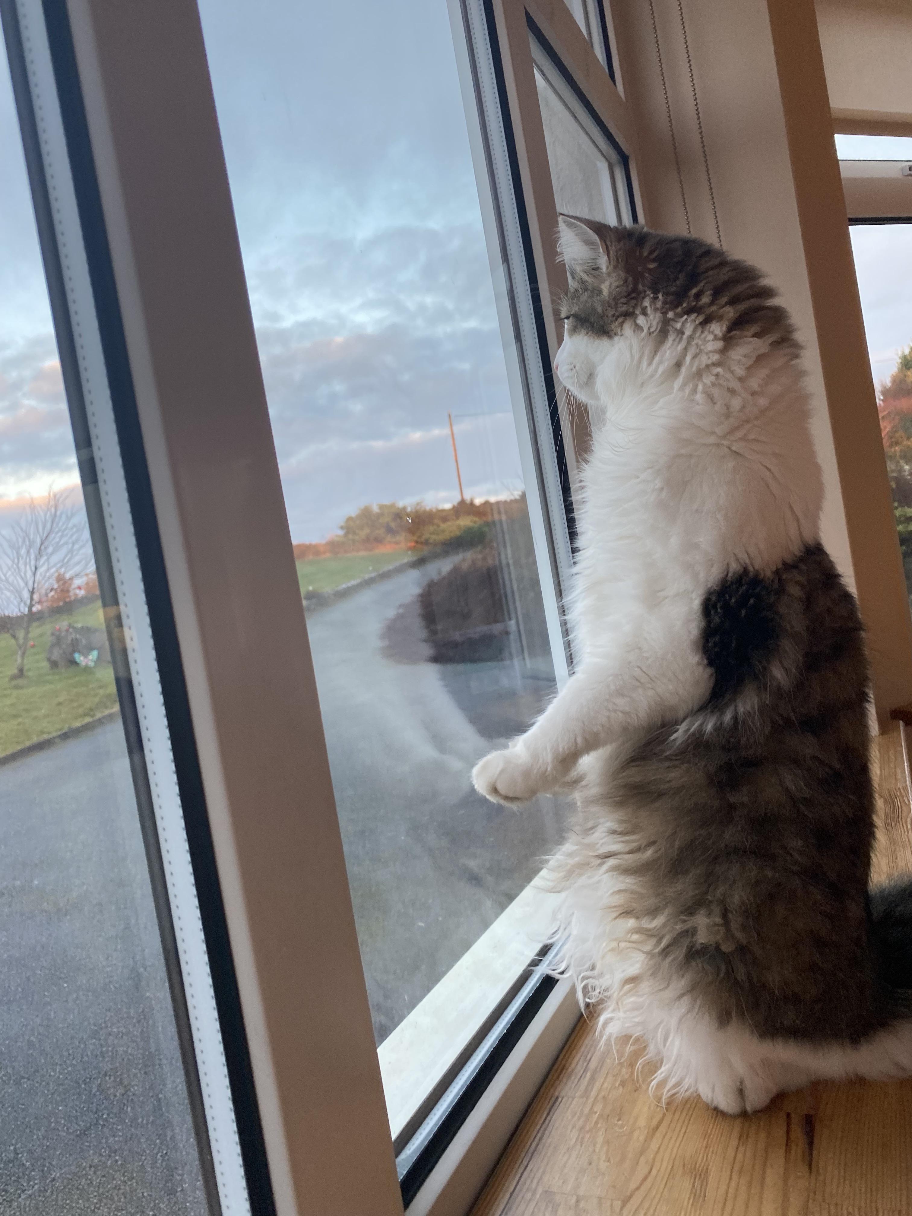 Discover more like Catpics: Goofy boy and Related Content | Scrolller