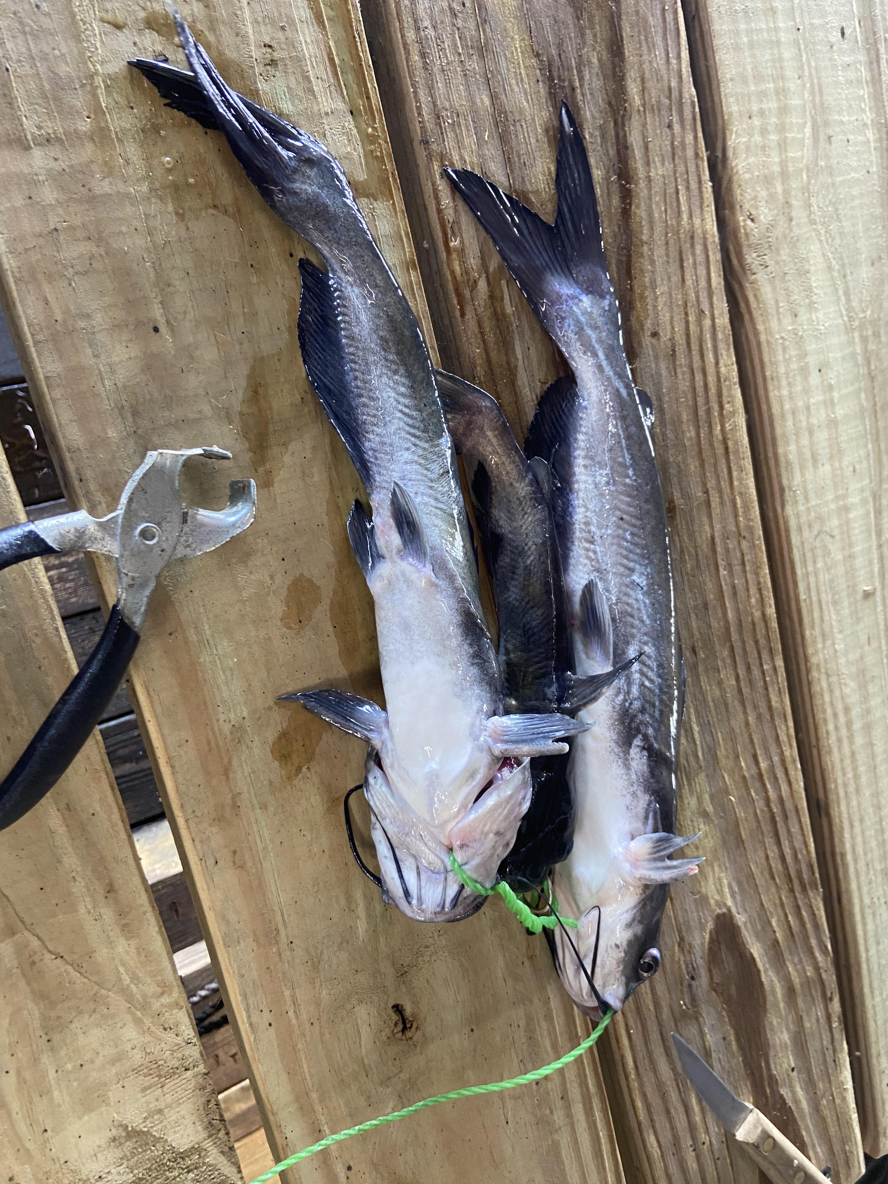 Before & after of some catfish | Scrolller