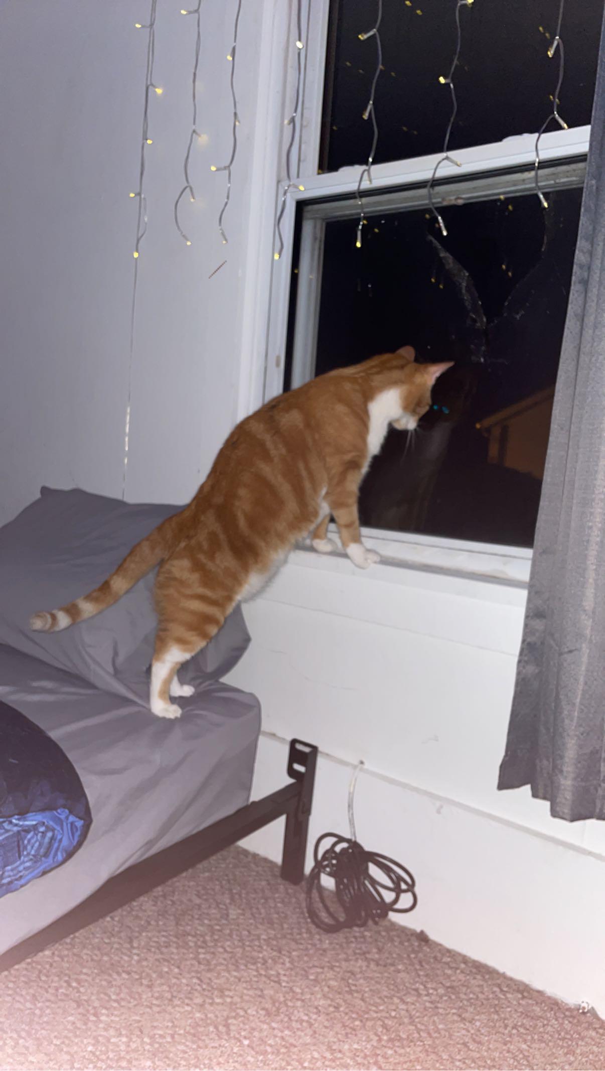 This is simba and we like to nickname him fatboy (in the most loving ...