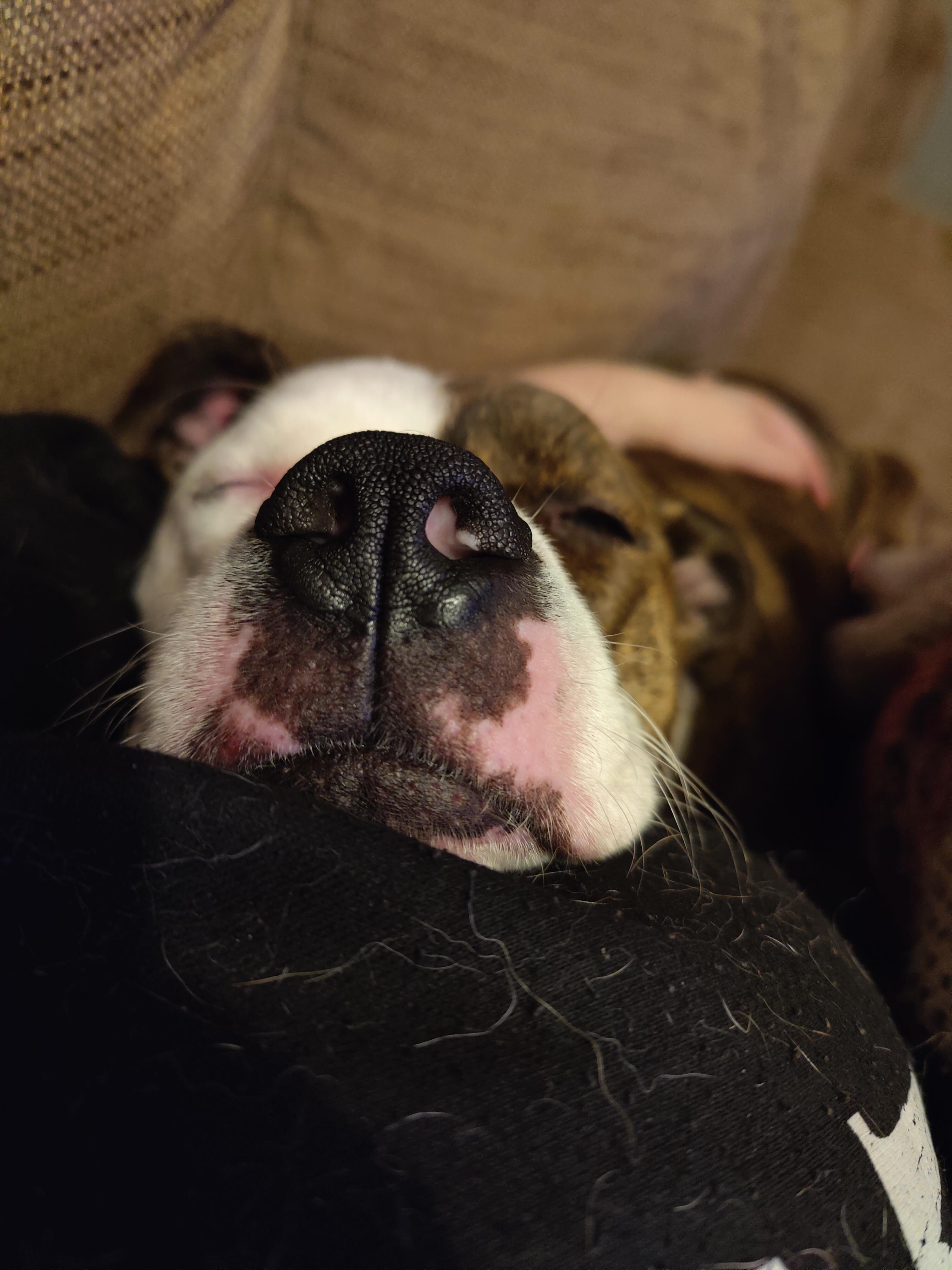 My goofy girl River | Scrolller