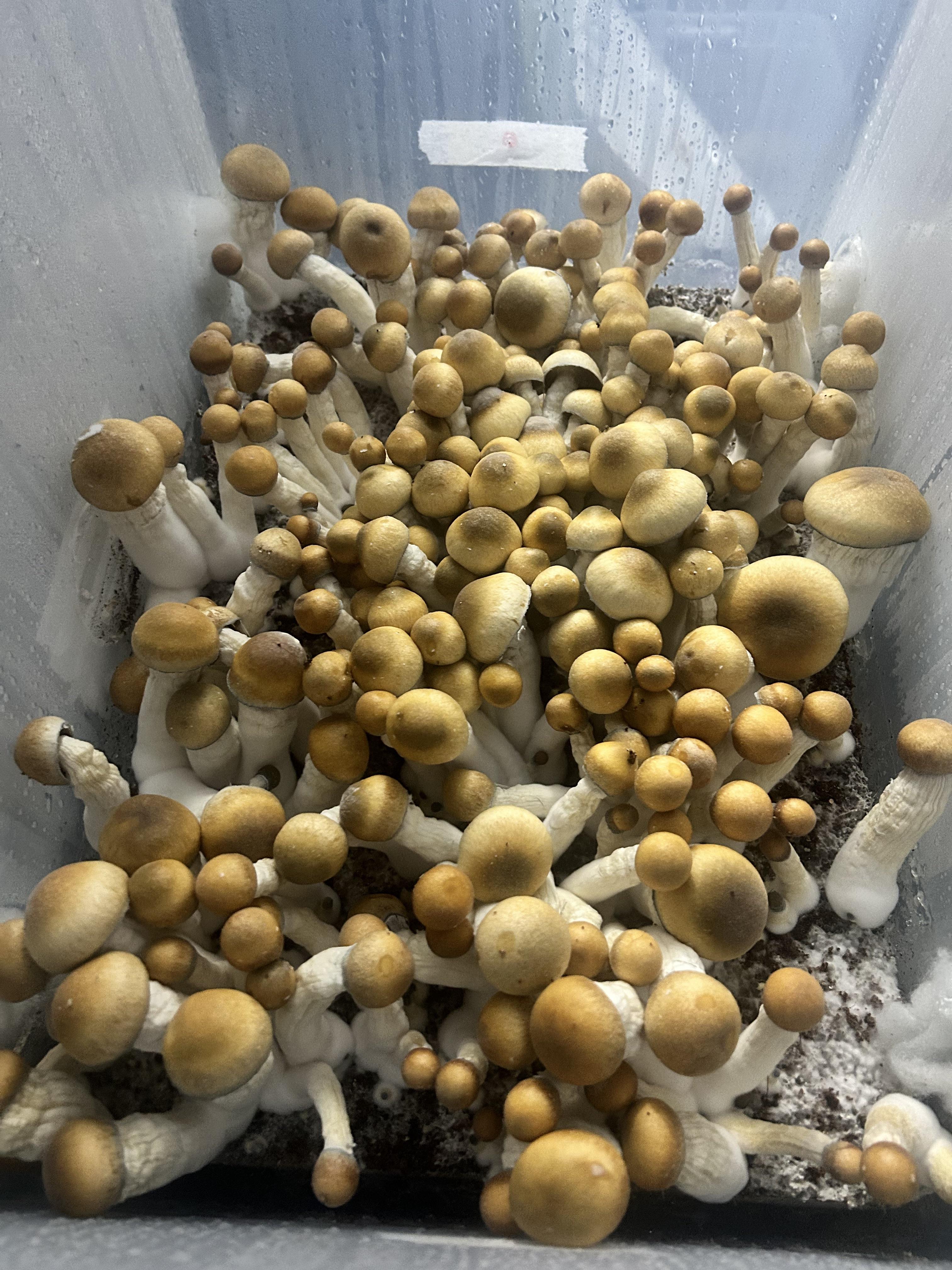 More PENIS ENVY | Scrolller