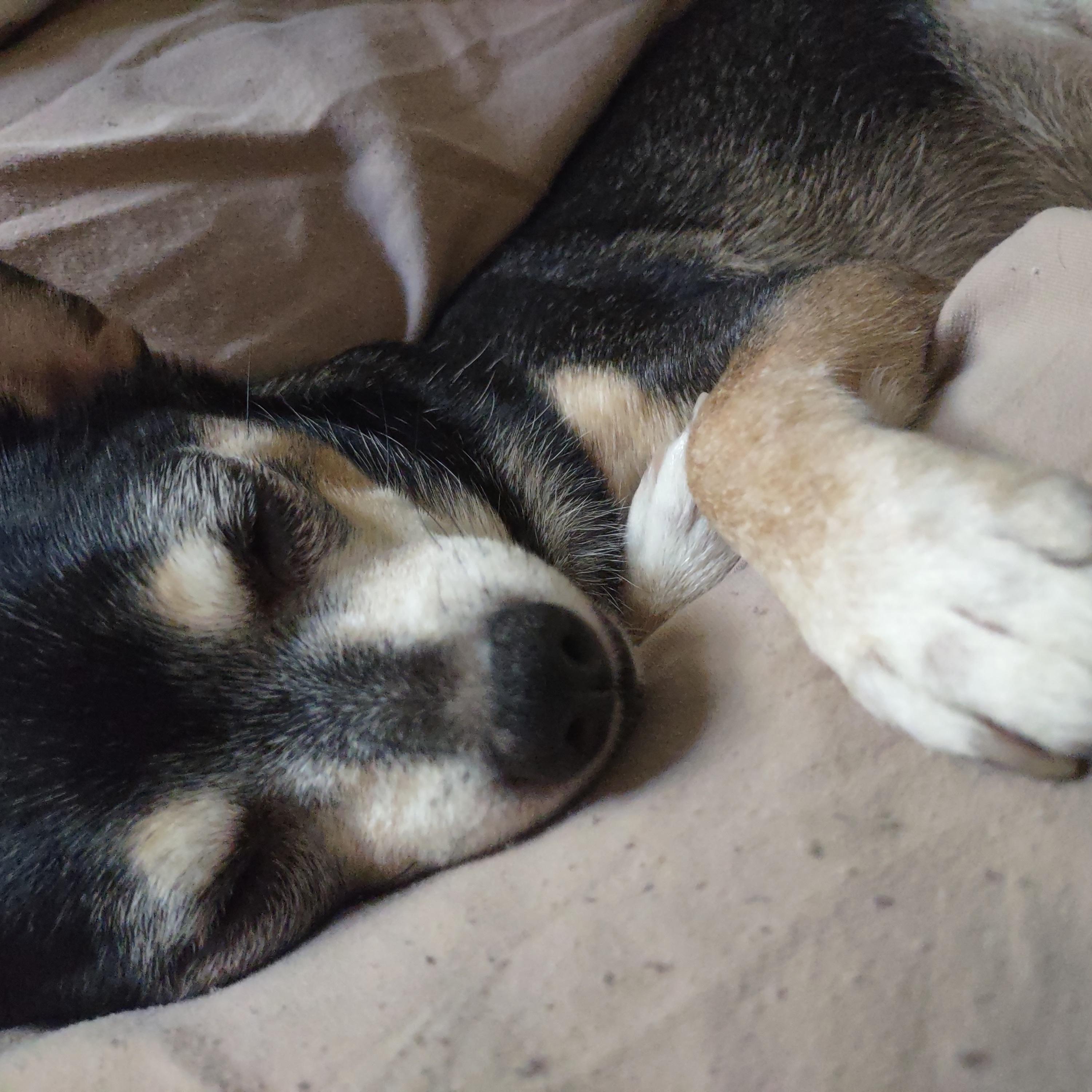 Heres my sleepy doggo | Scrolller