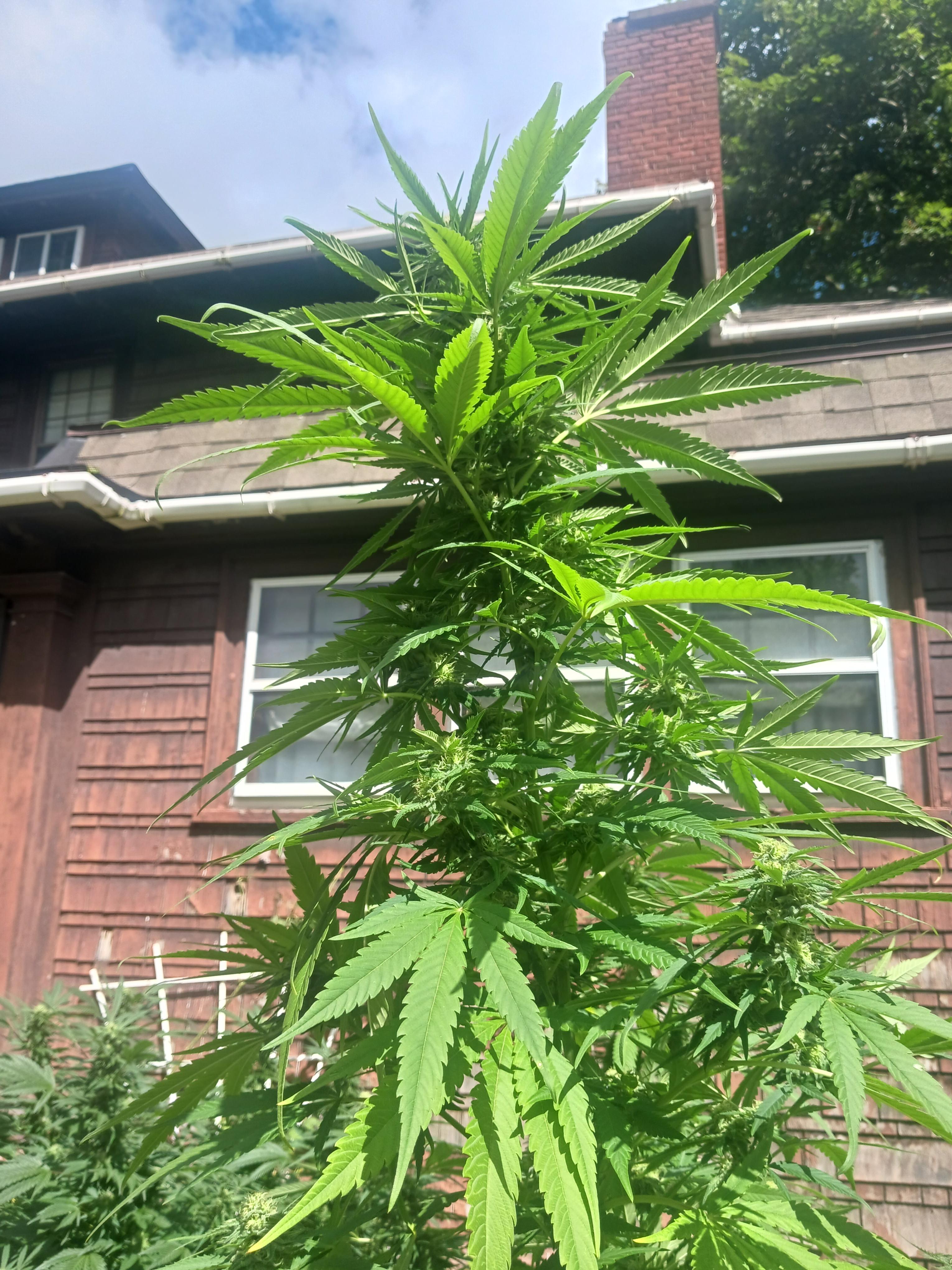 Second year of growing | Scrolller