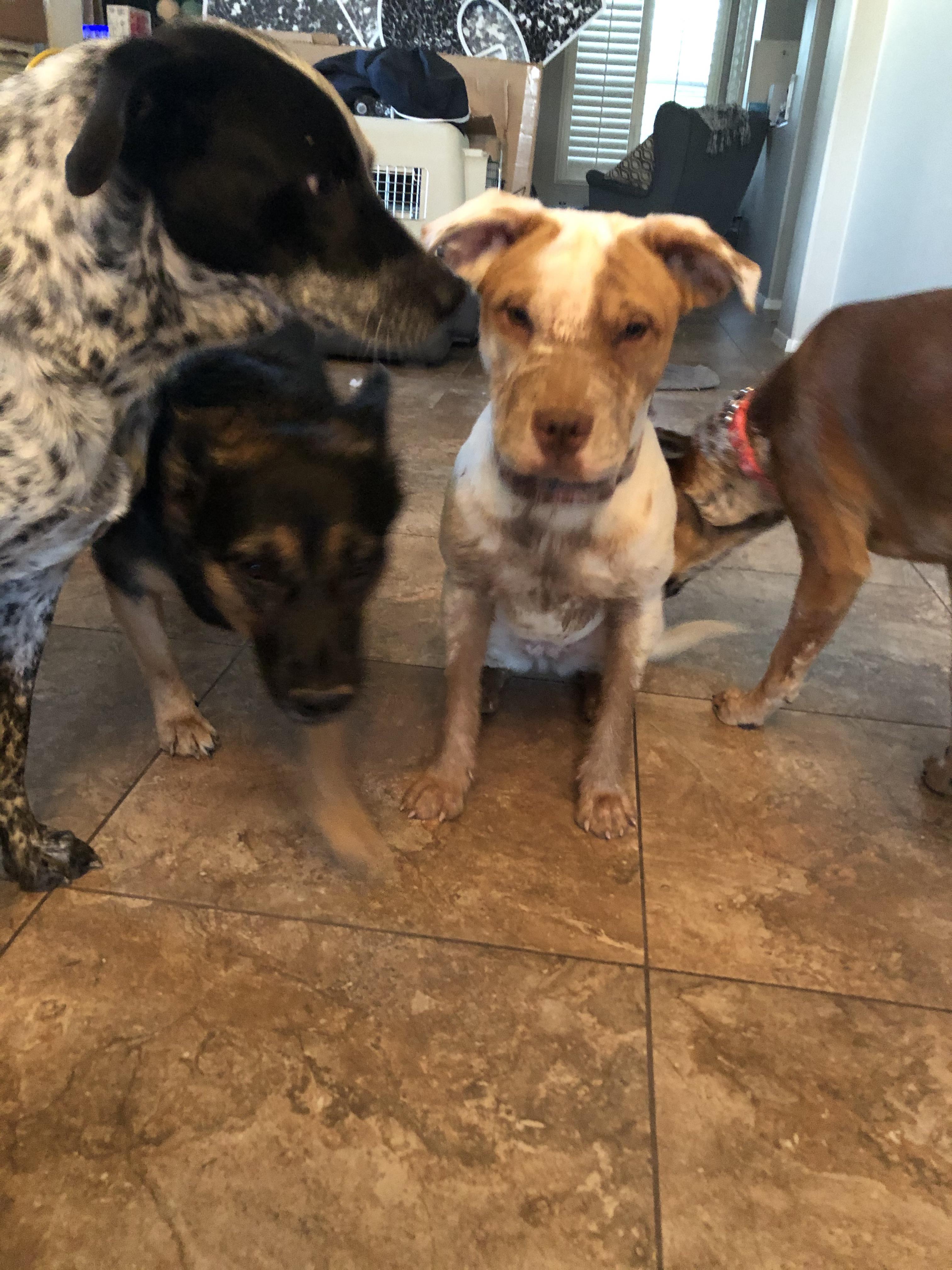 Have you ever seen anything more adorable than this naughty pup?? | Scrolller