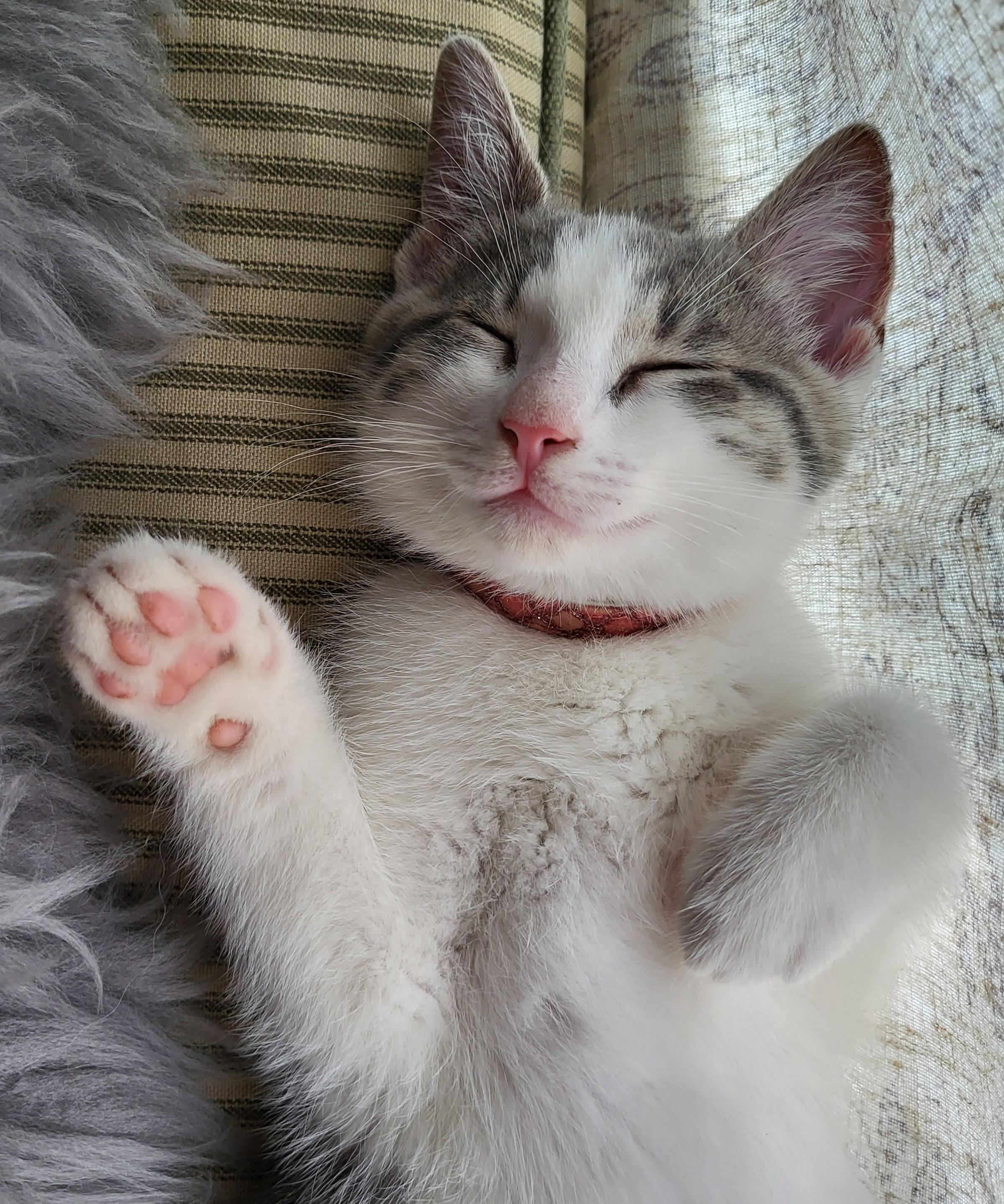 My happy kittens. 😸 [oc] | Scrolller