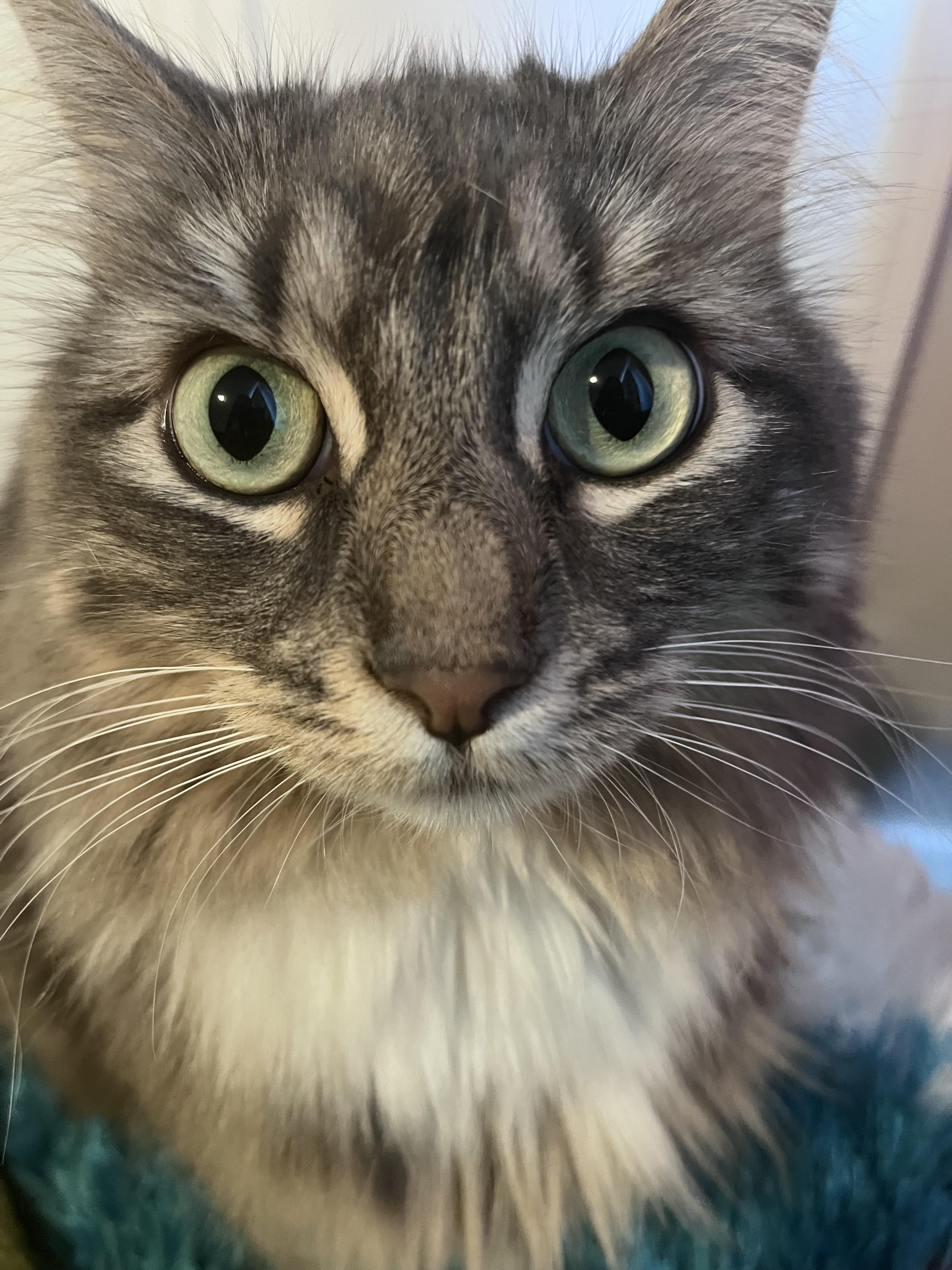 Is this an acceptable alien? | Scrolller