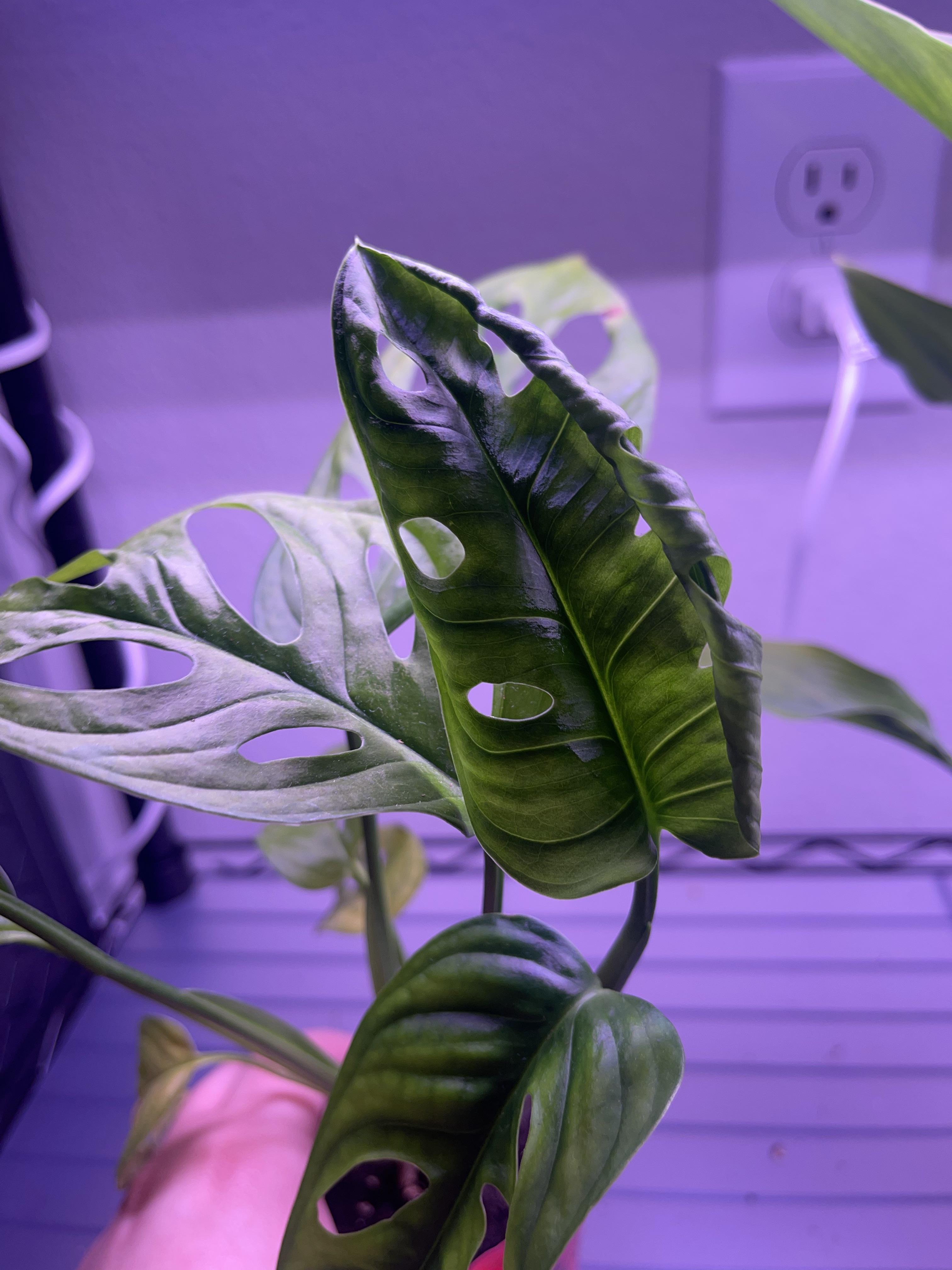 Hi guys i’m new to monstera keeping and need help | Scrolller