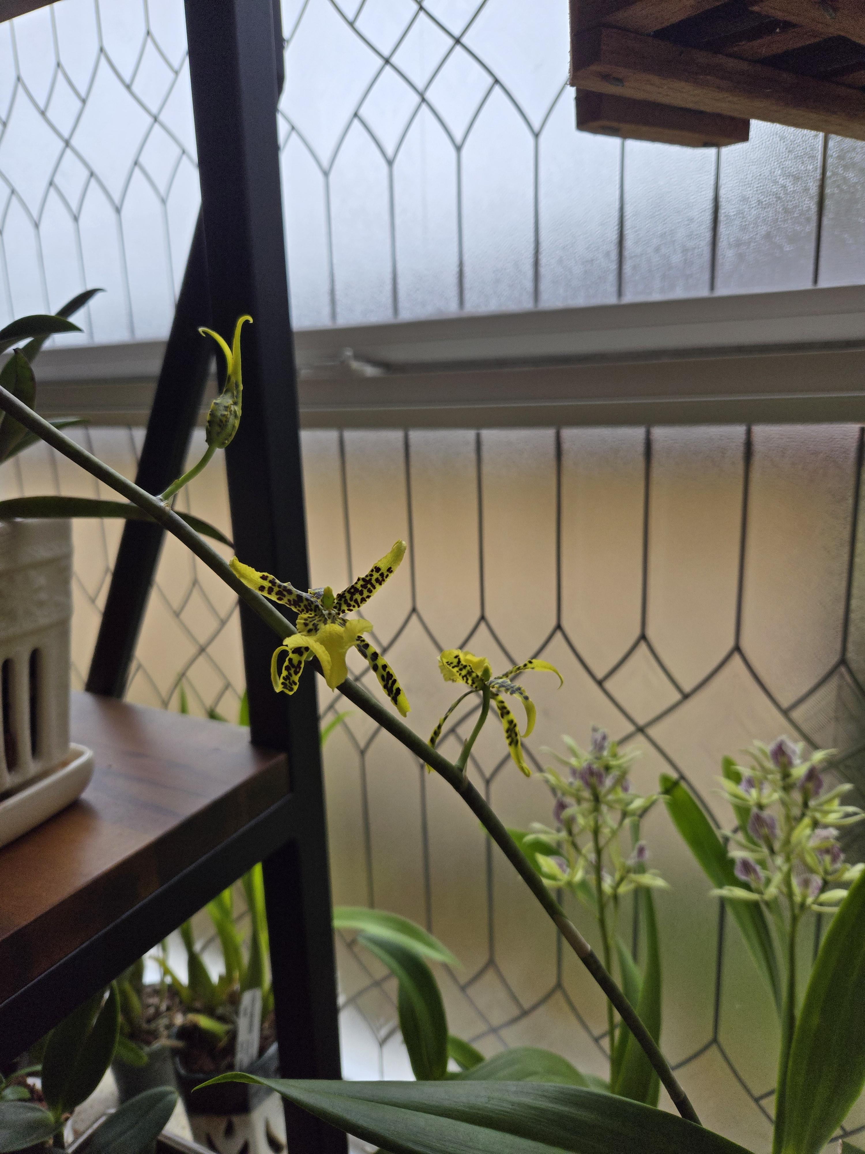 Help with an ID | Scrolller