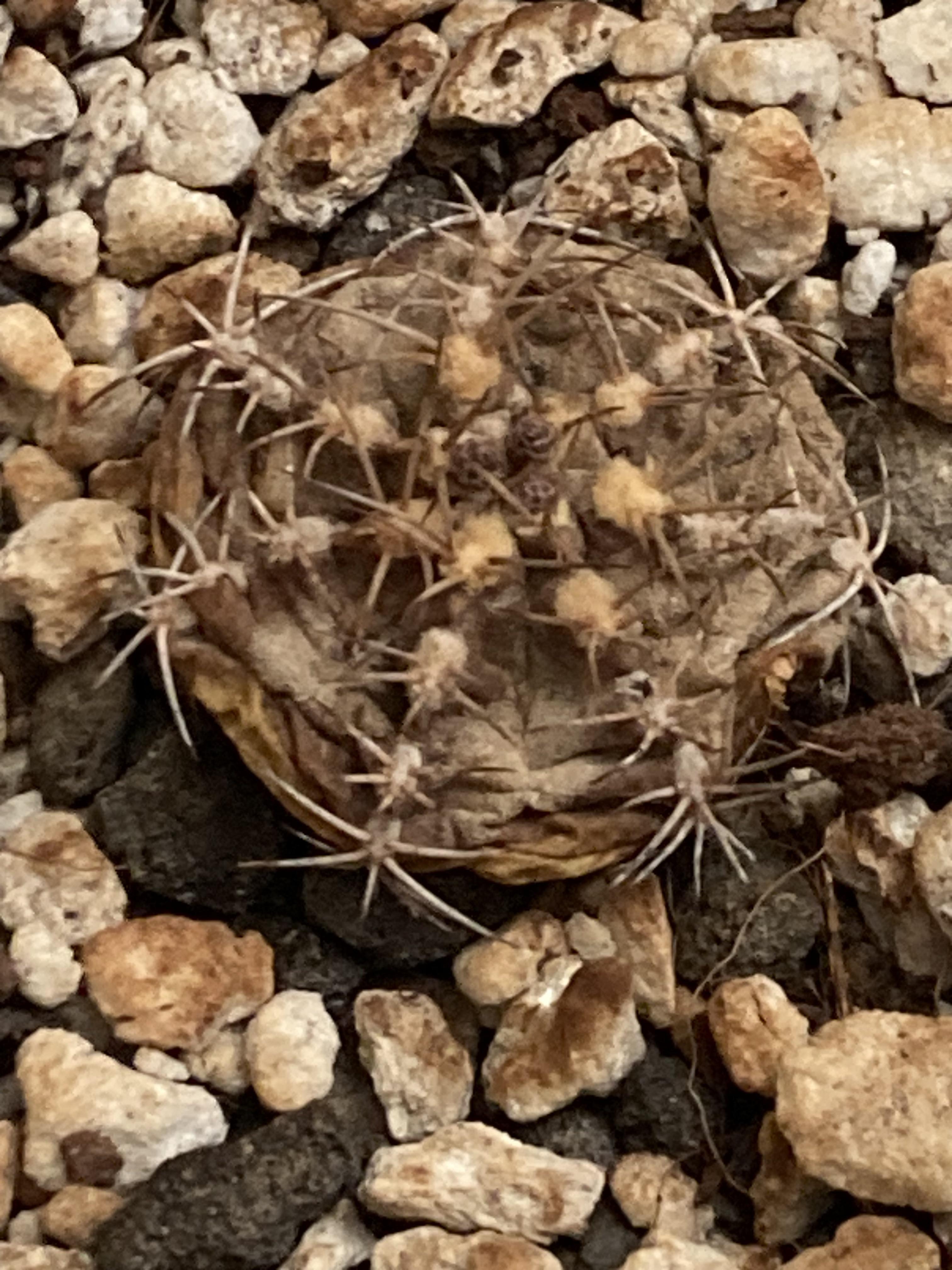 Is my cactus dead? | Scrolller