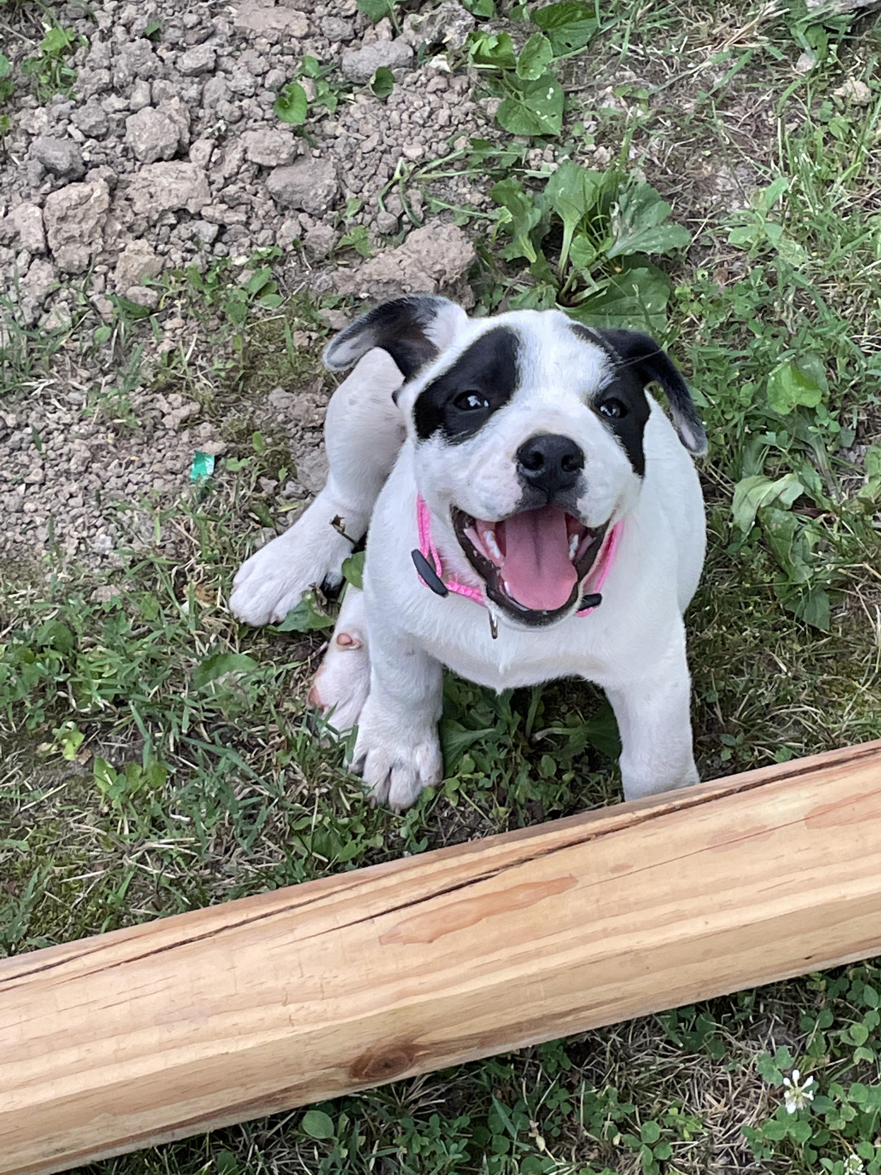 Meet Minerva (Minnie for short) | Scrolller