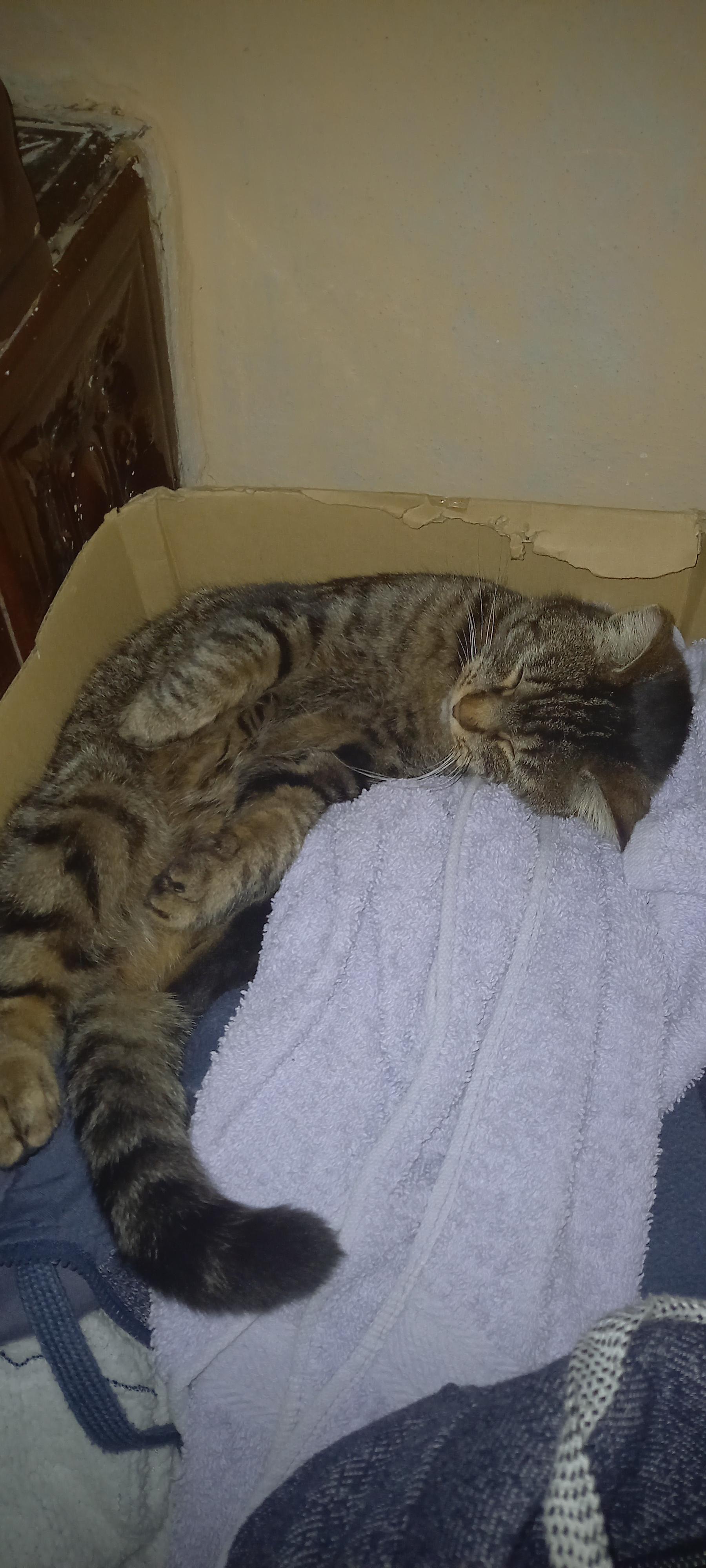 My cat Eva is sleeping | Scrolller