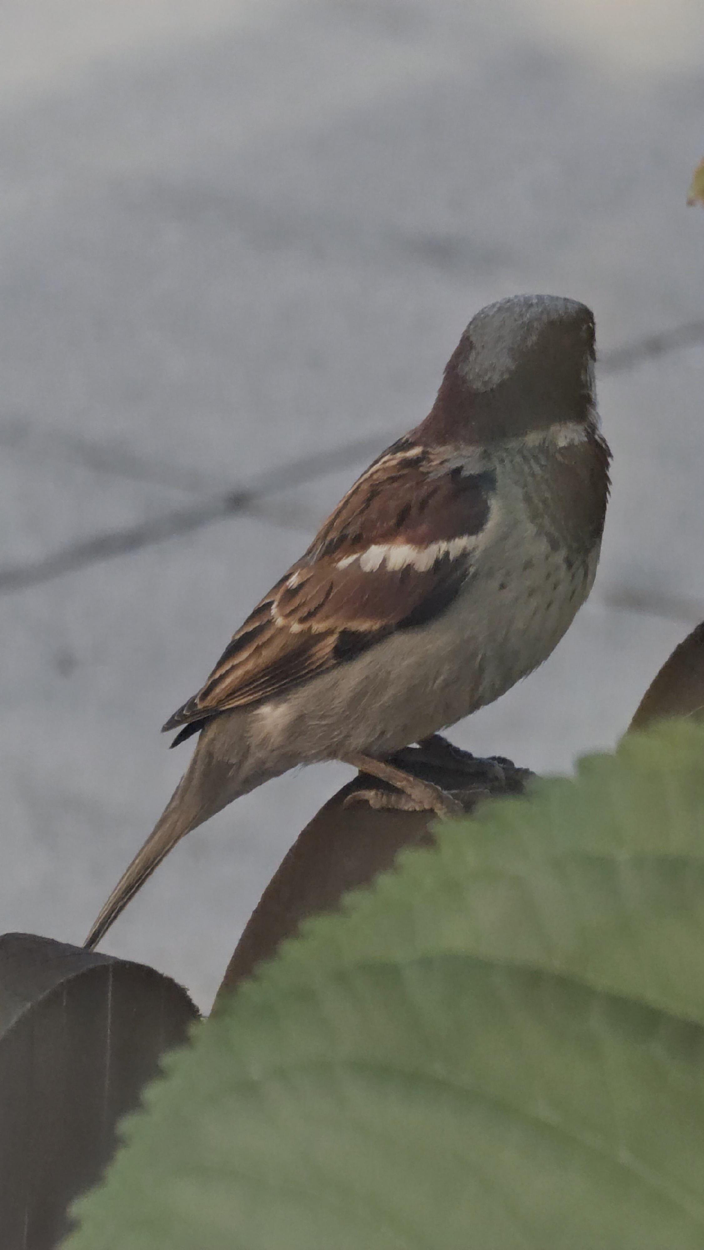 European House Sparrow (Passer domesticus) | Scrolller