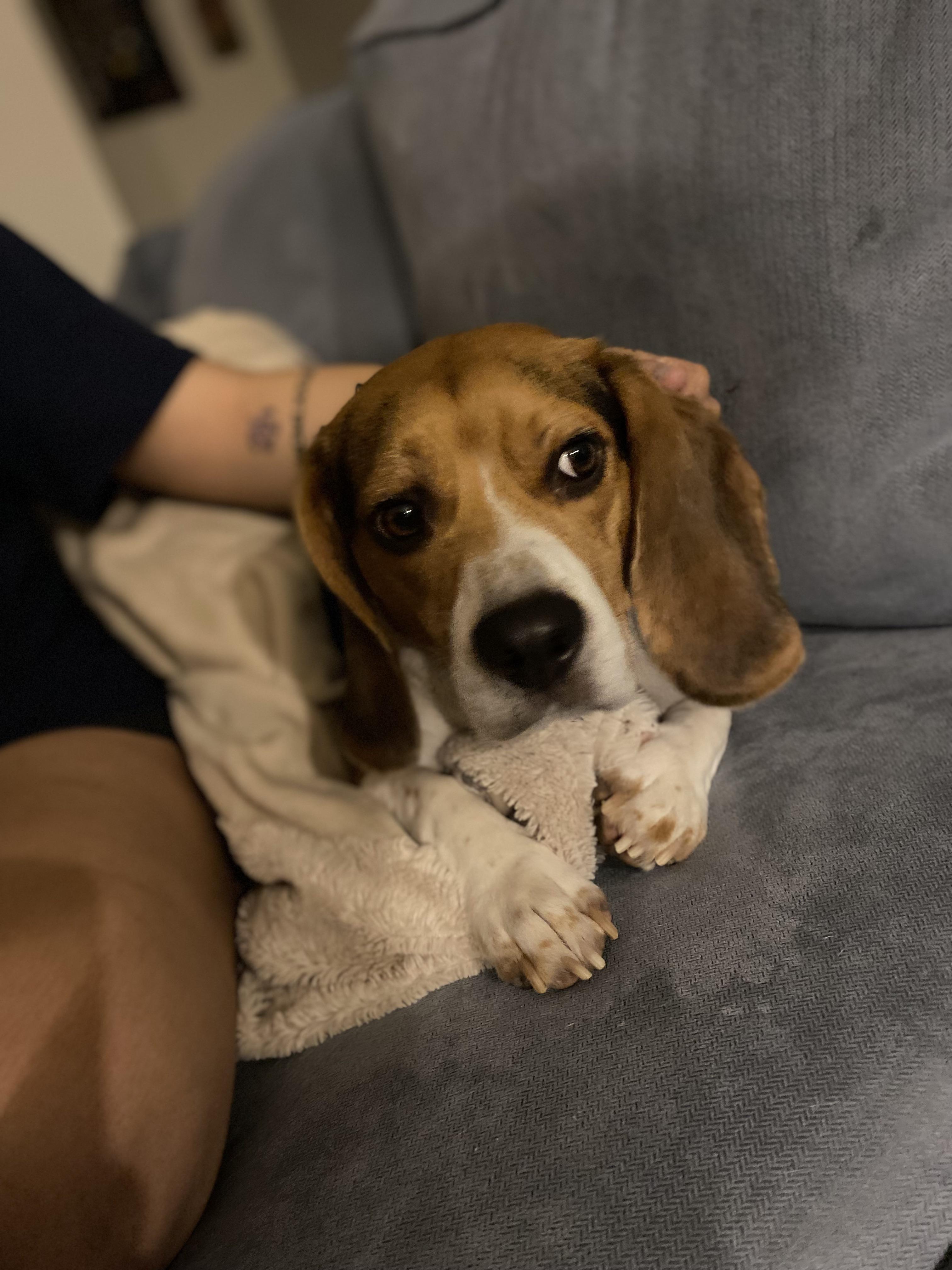 Toby and Maia (OC) | Scrolller