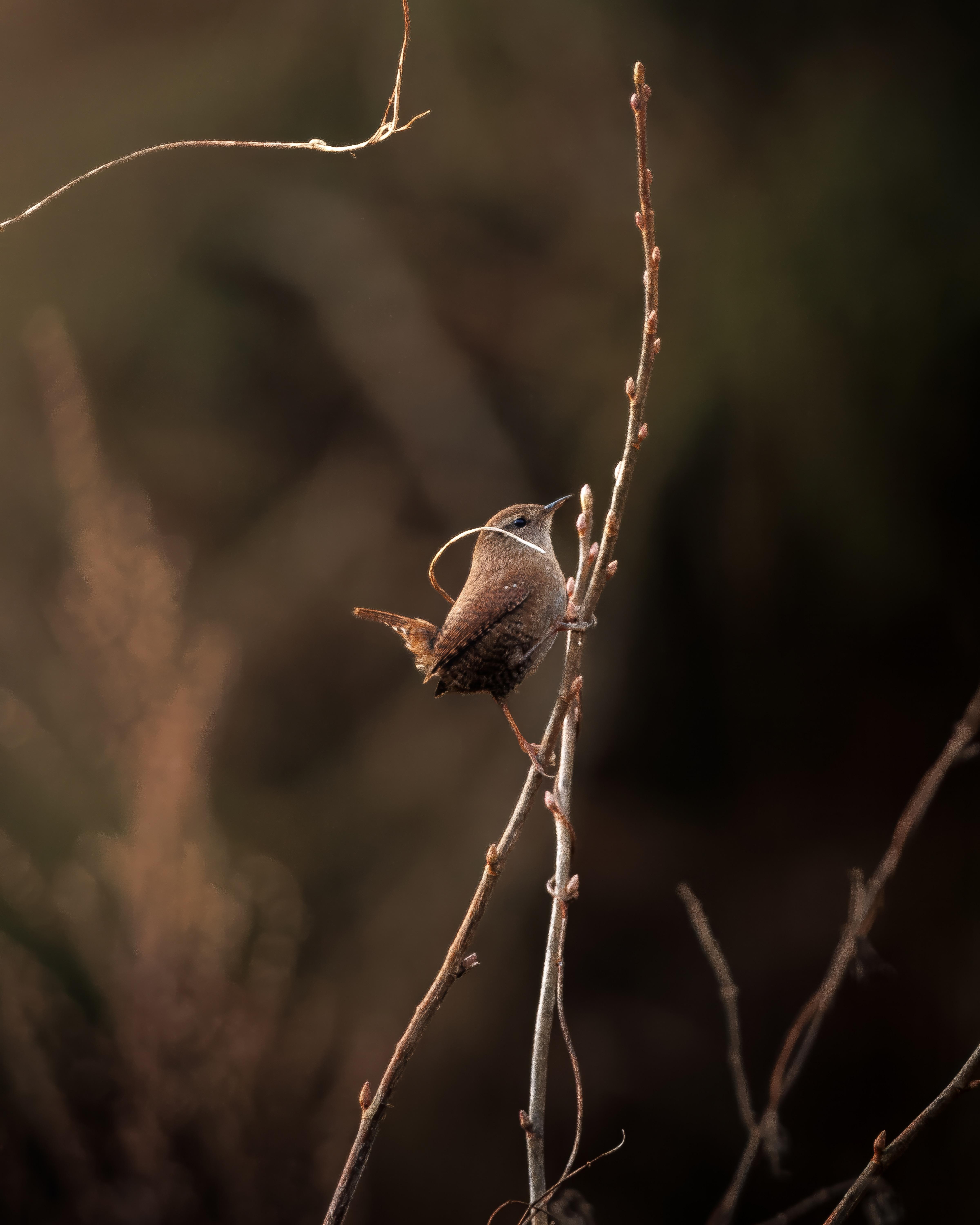 Eurasian Wren posing | Scrolller