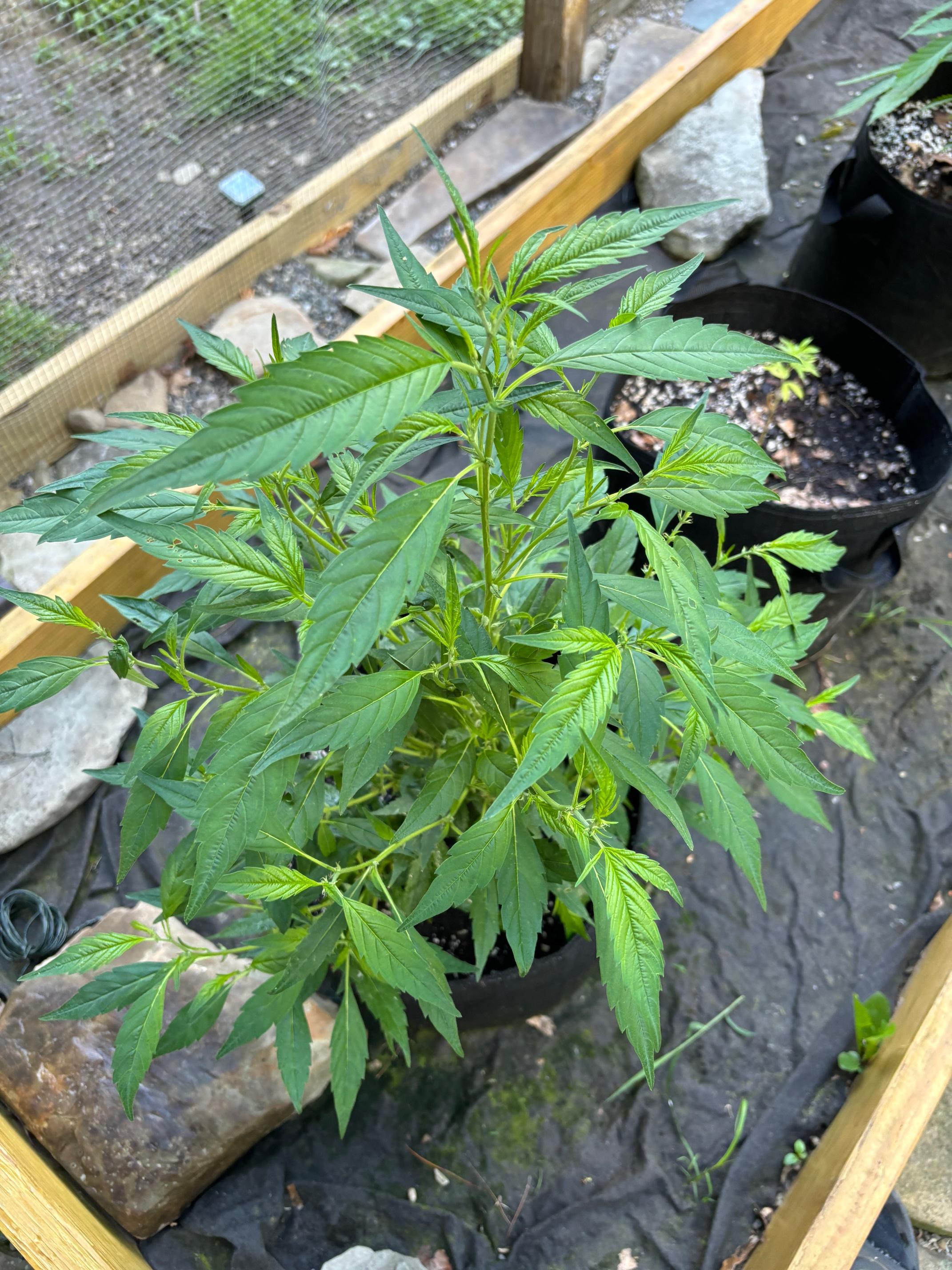 What's up with these plants? | Scrolller