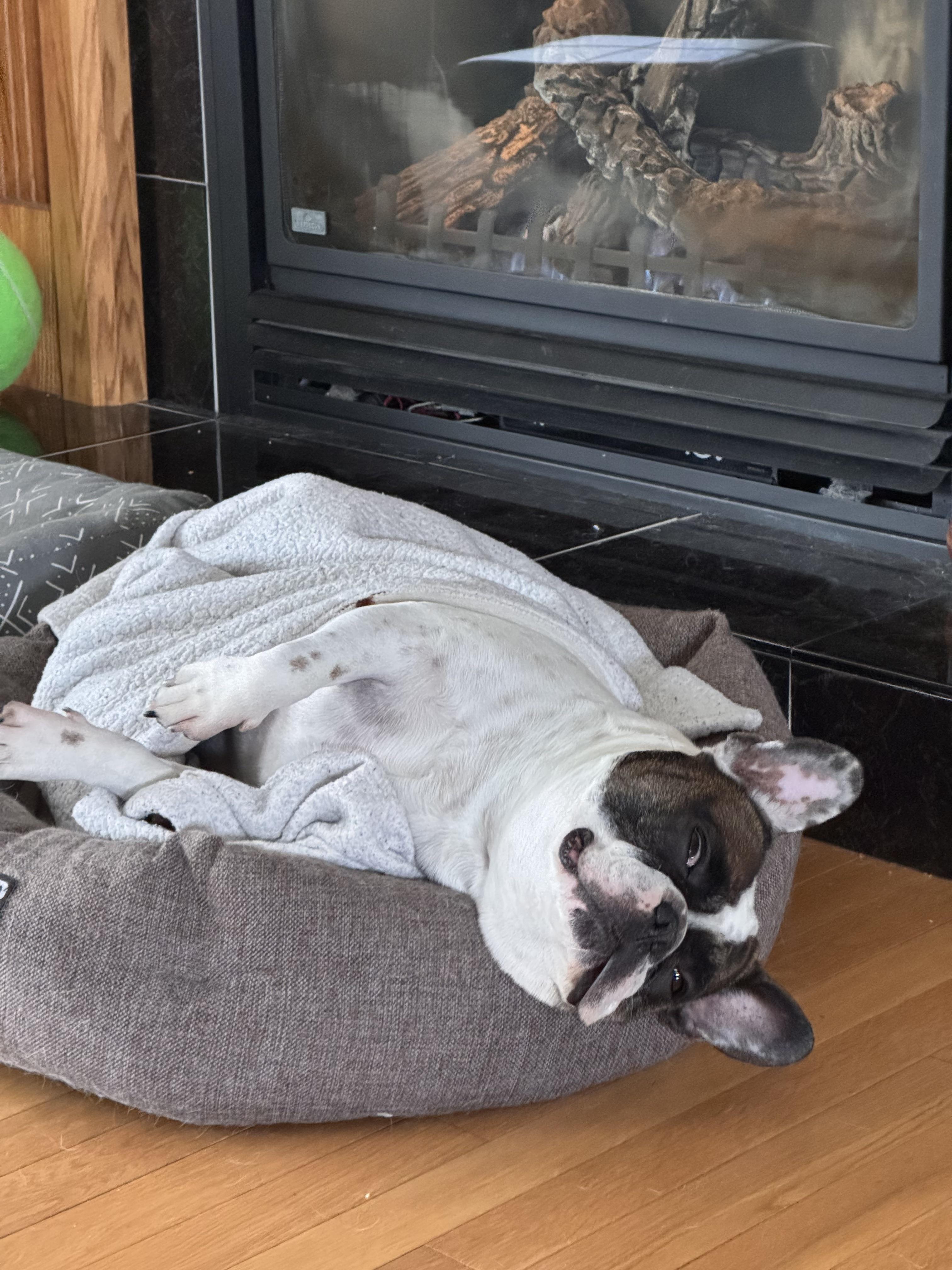 Fireplace Frenchie | Scrolller