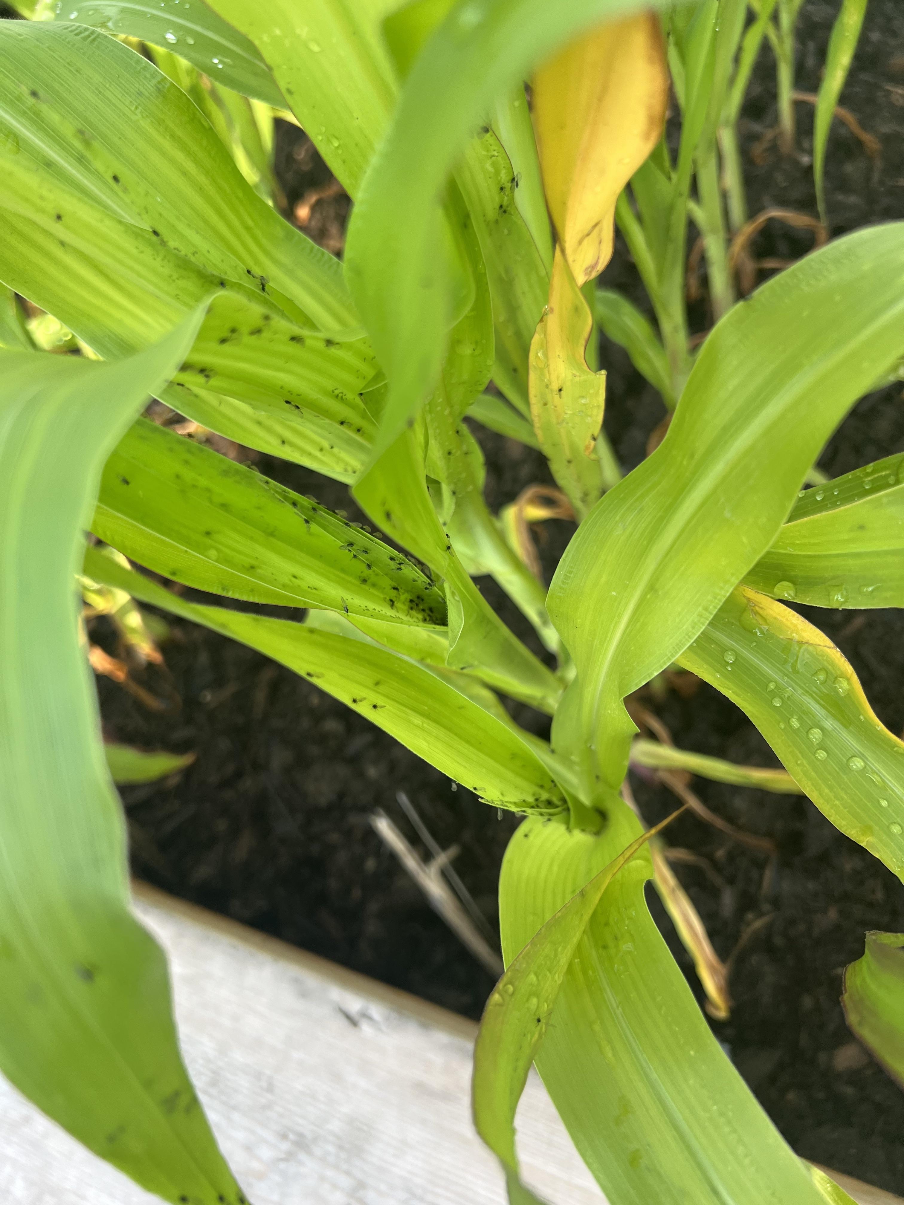 What’s on this corn !? | Scrolller