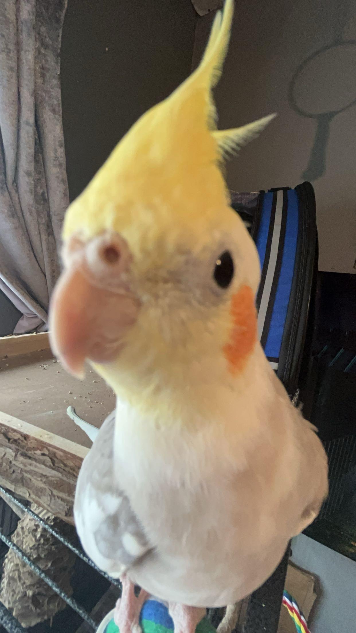 How long does pellet conversion take? | Scrolller