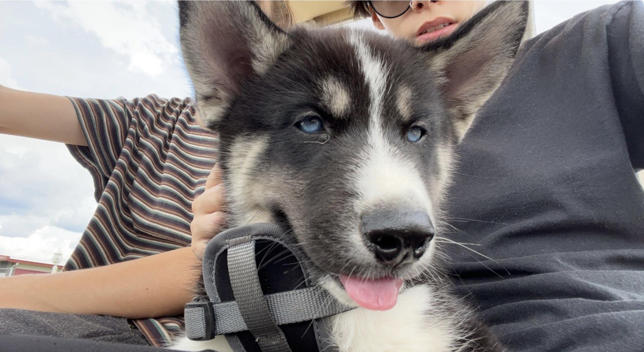 Everyone meet Victor! PSD in training as of next week! (: | Scrolller