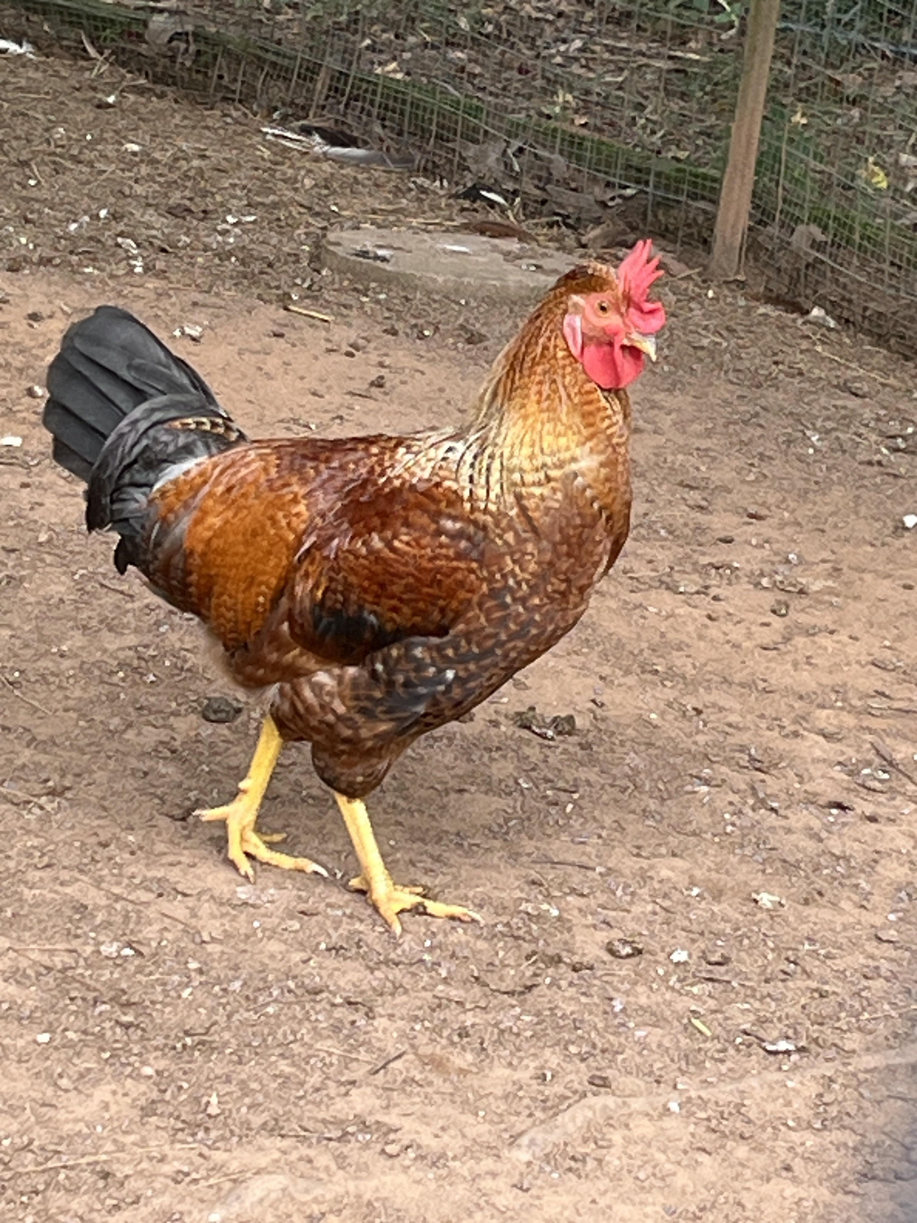 Need help identifying breed | Scrolller