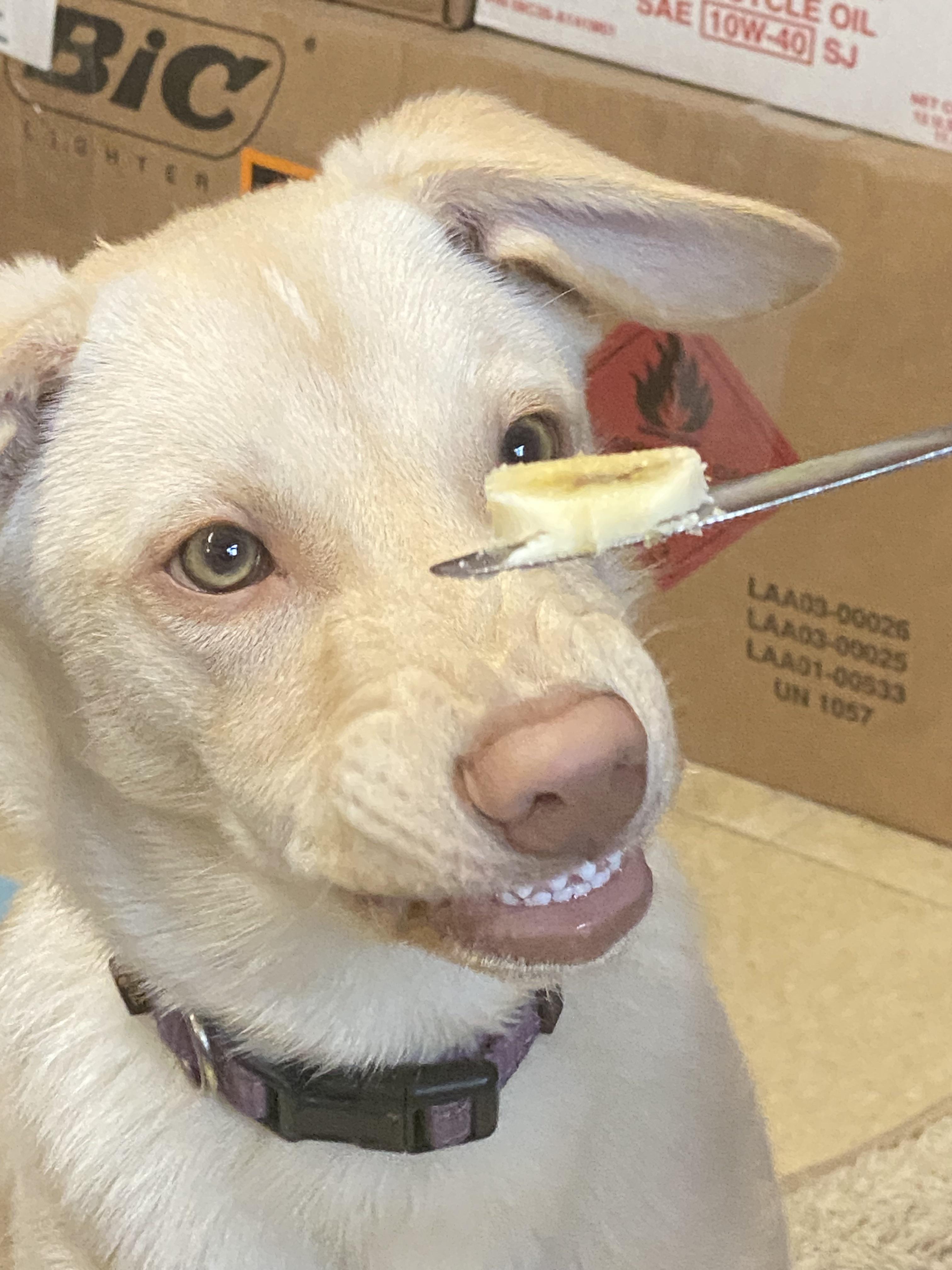 Bella AKA Queen La”teef”ah | Scrolller