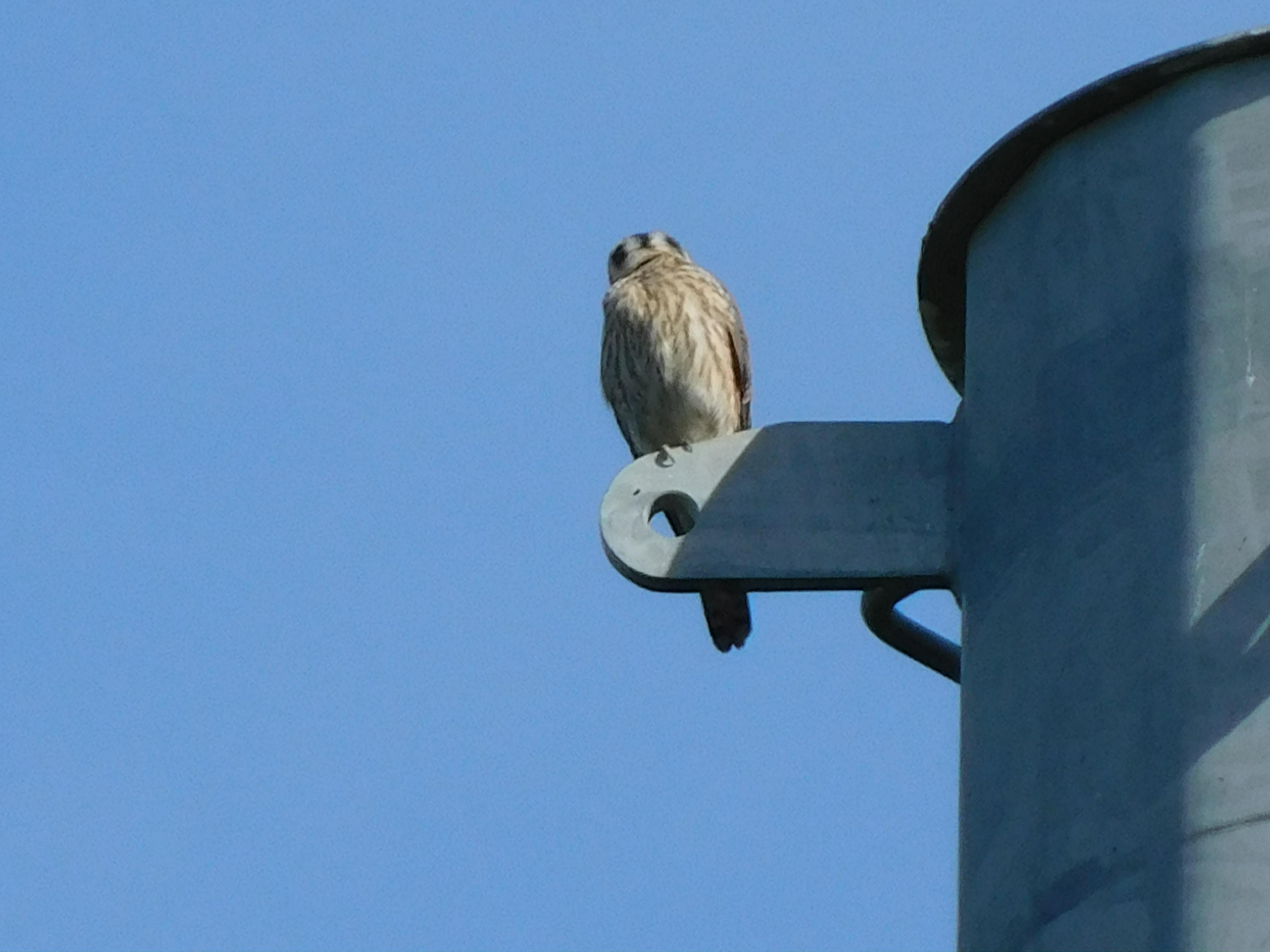 Just a Kestrel? The back of the head is throwing me off. Virginia. | Scrolller