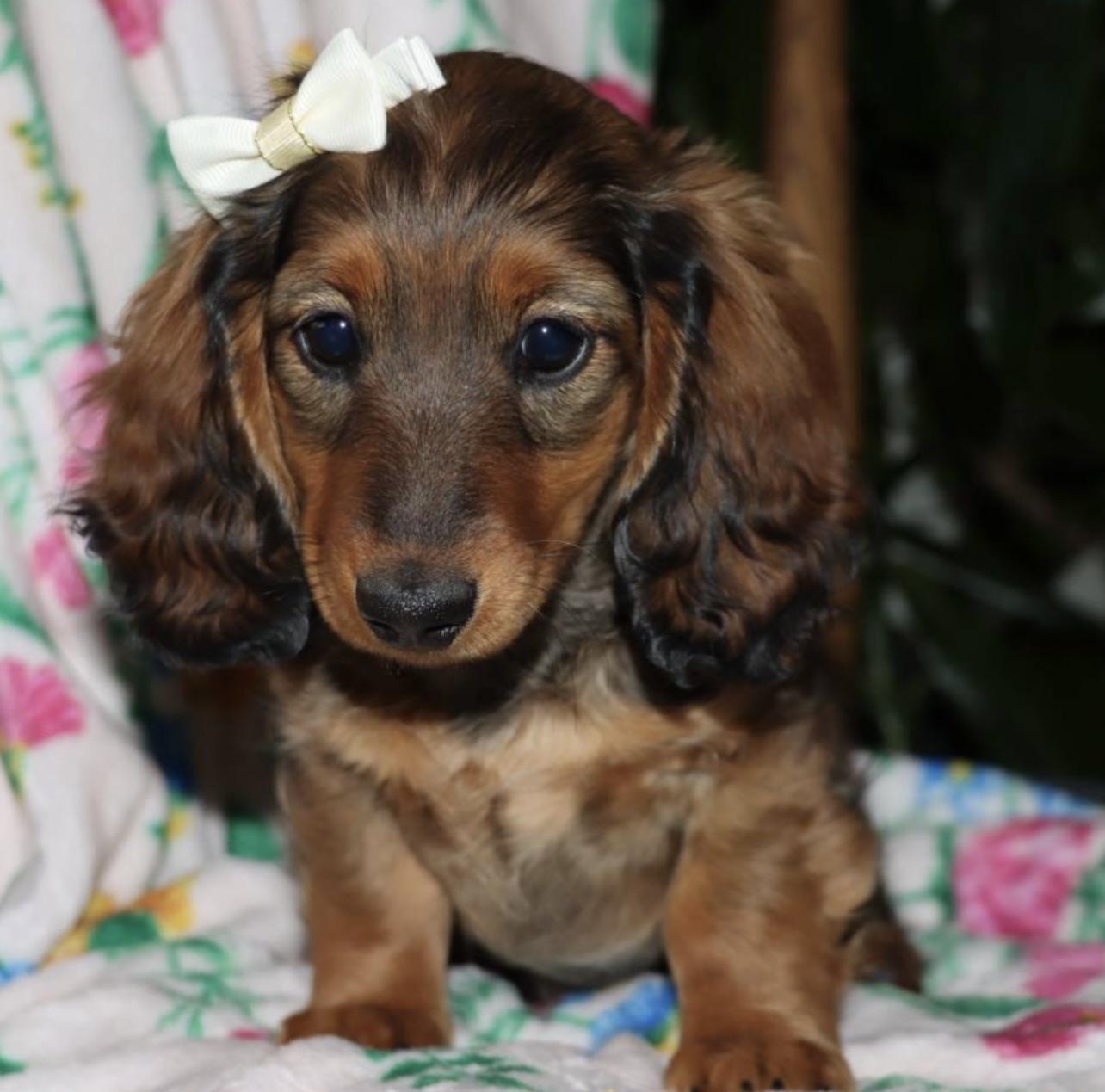 What is this coat pattern? | Scrolller