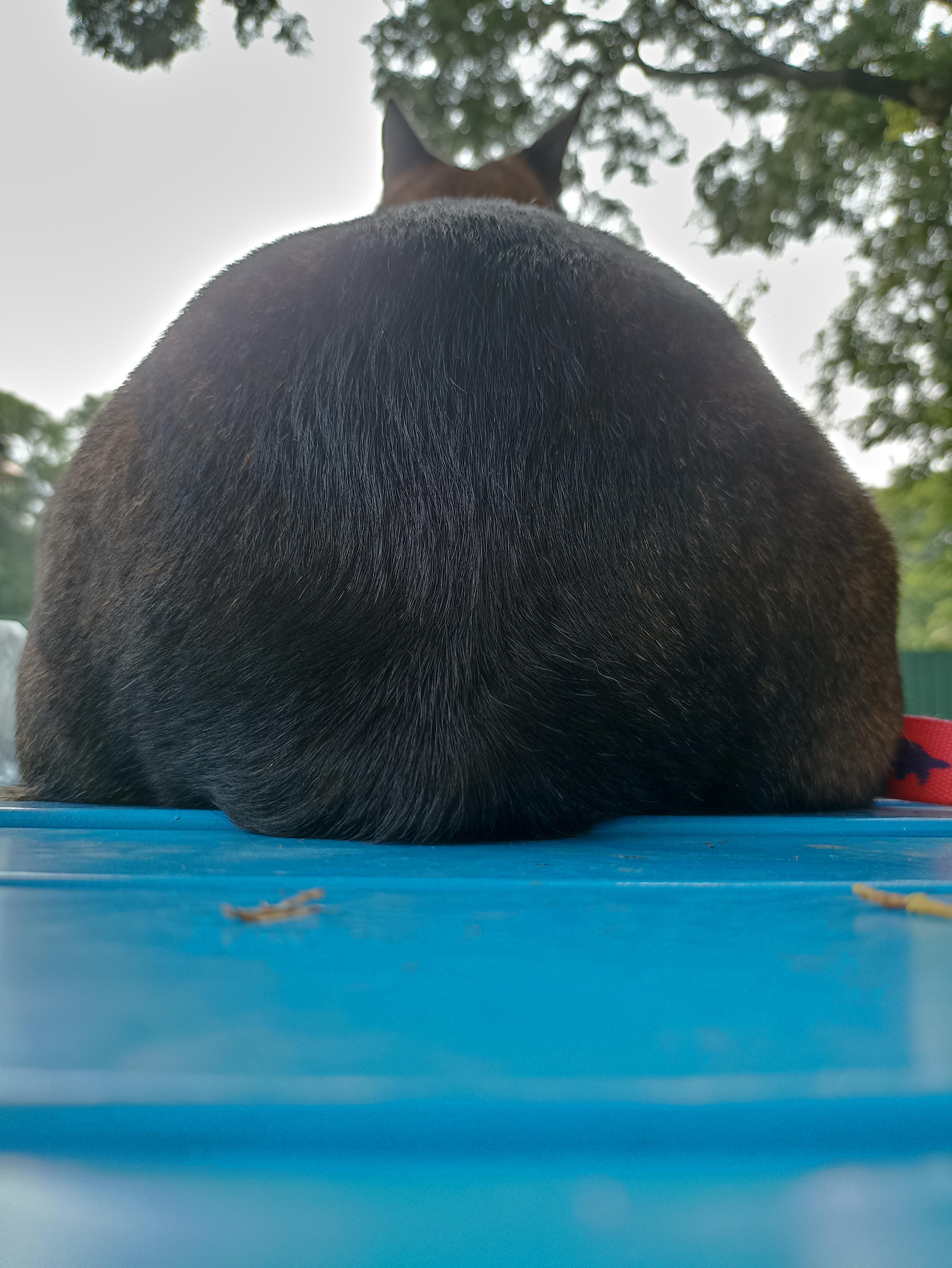 [OC] BUTTer. | Scrolller