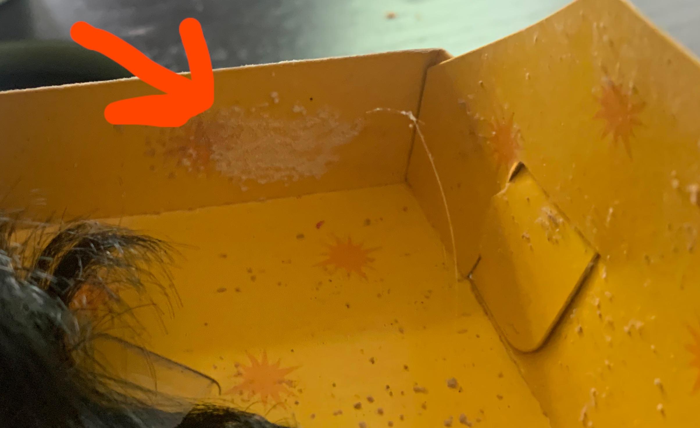 Is this mold? Can she be salvaged?? | Scrolller