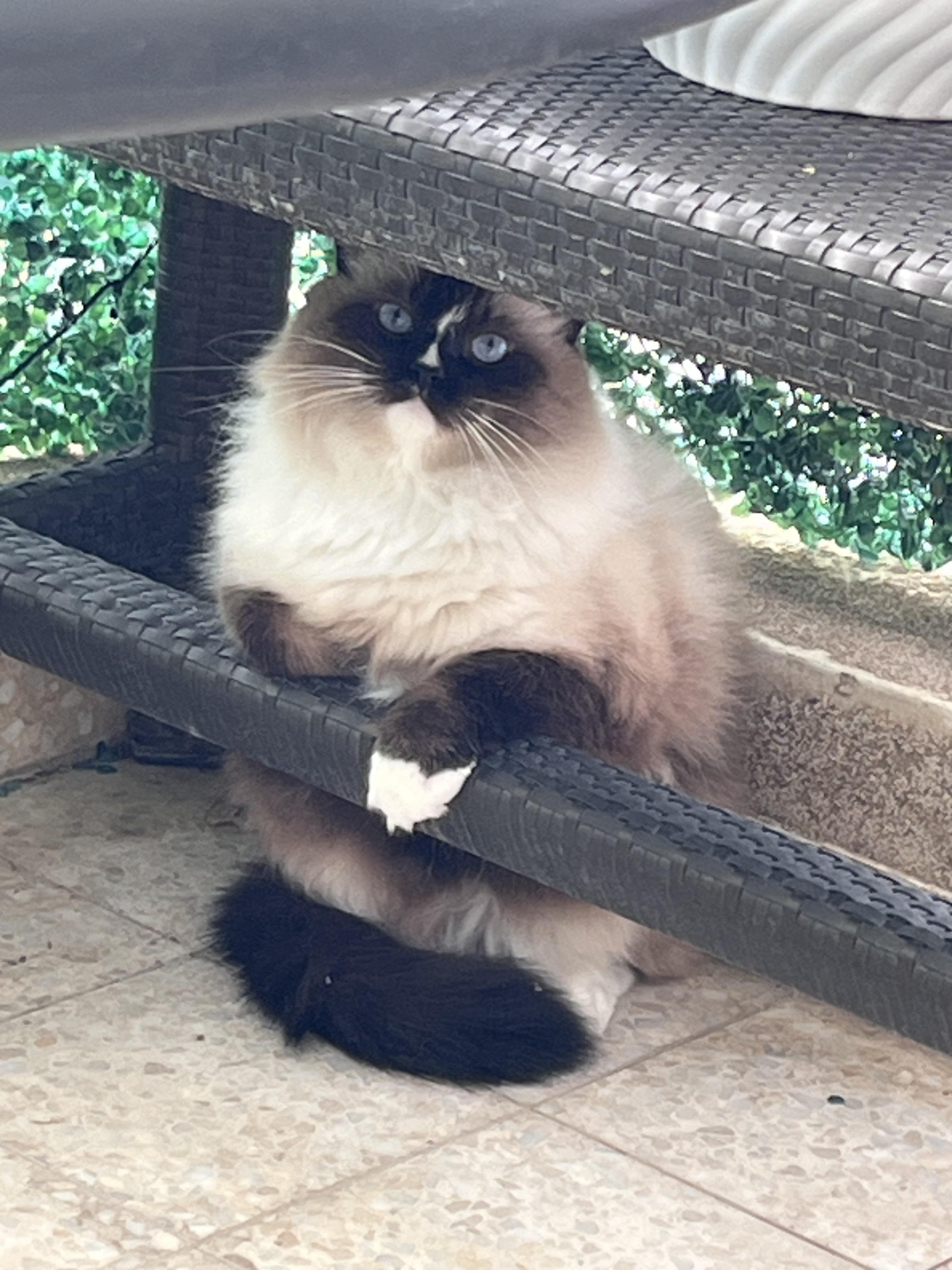 My royal Ragdoll🩷 | Scrolller