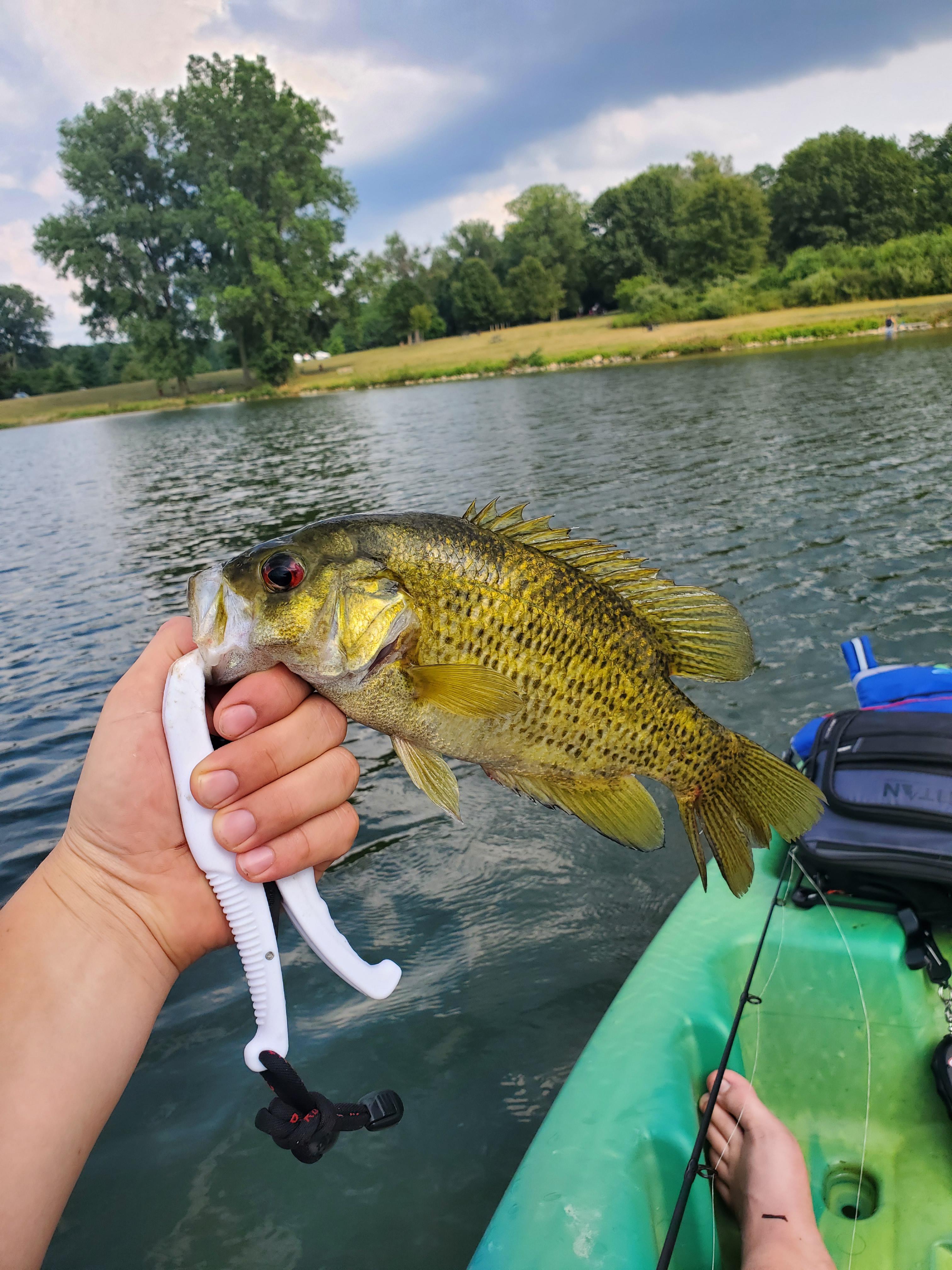 The variety of species and sizes I caught tonight all with the same lure | Scrolller