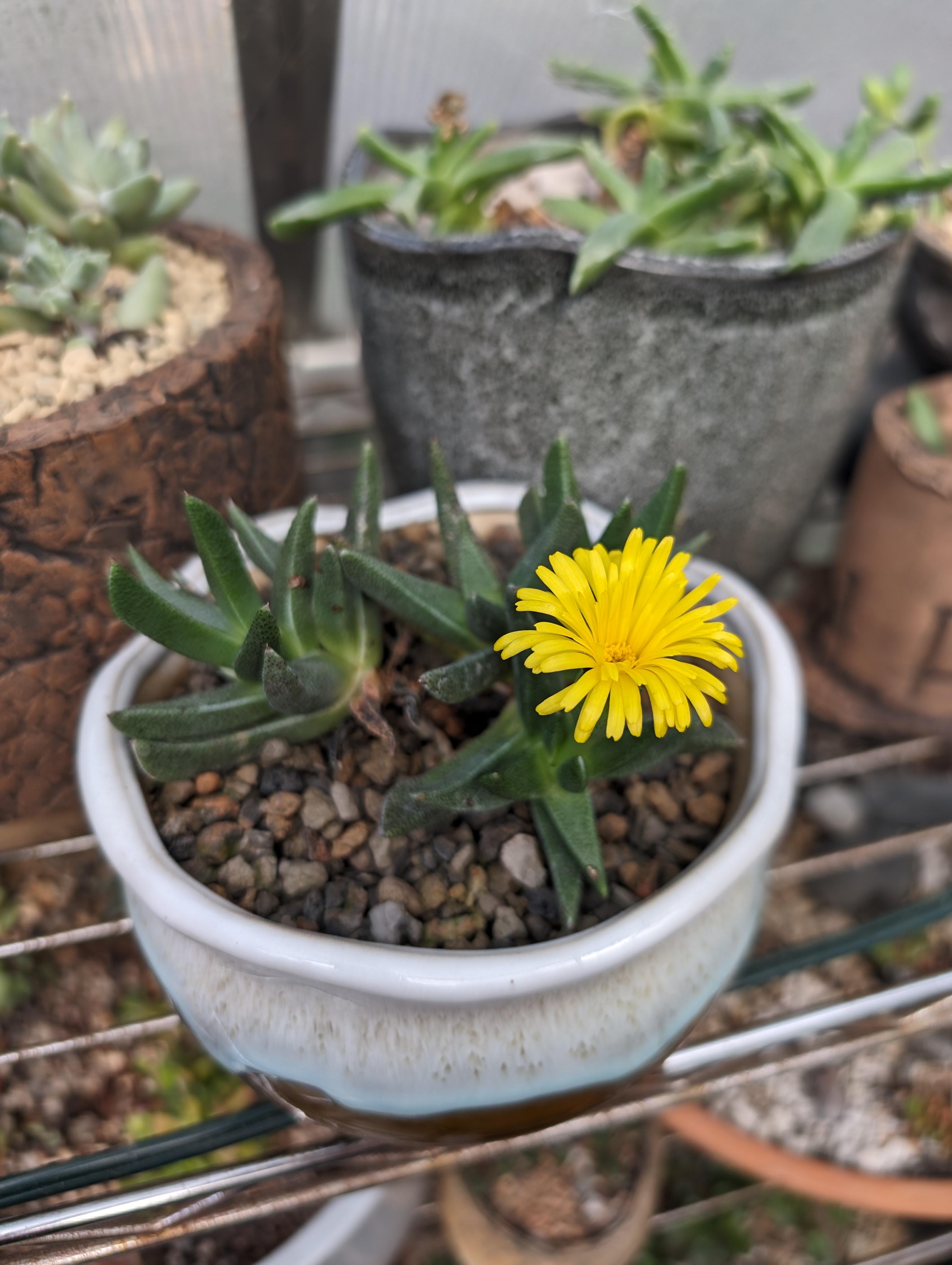 Rabiea albinota blooming | Scrolller